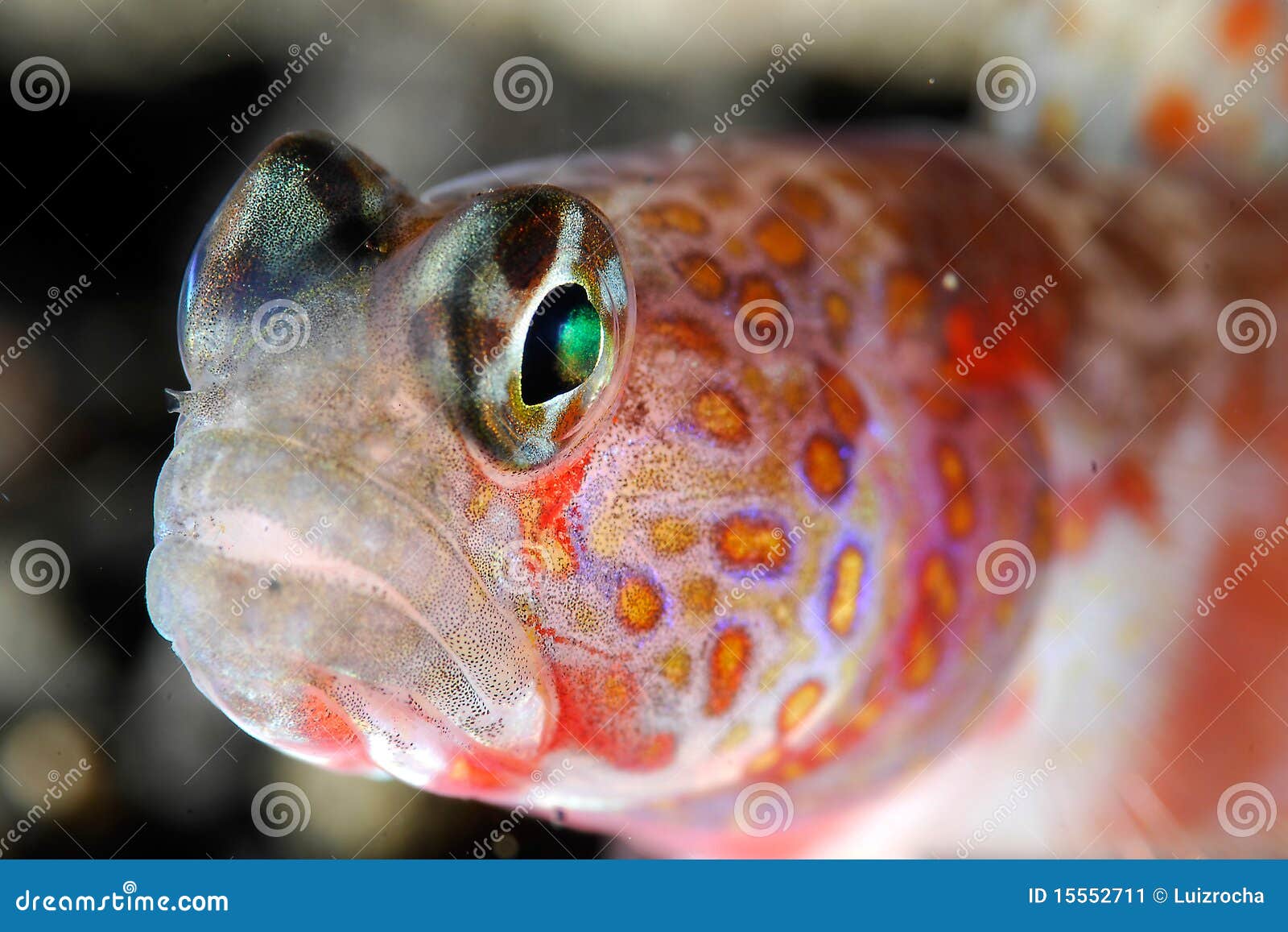 Red spotted goby stock image. Image of marine, indonesia - 15552711
