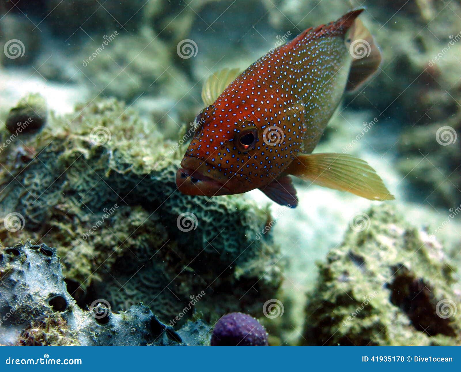Red Spotted Grouper stock photo. Image of ocean, closeup - 41935170