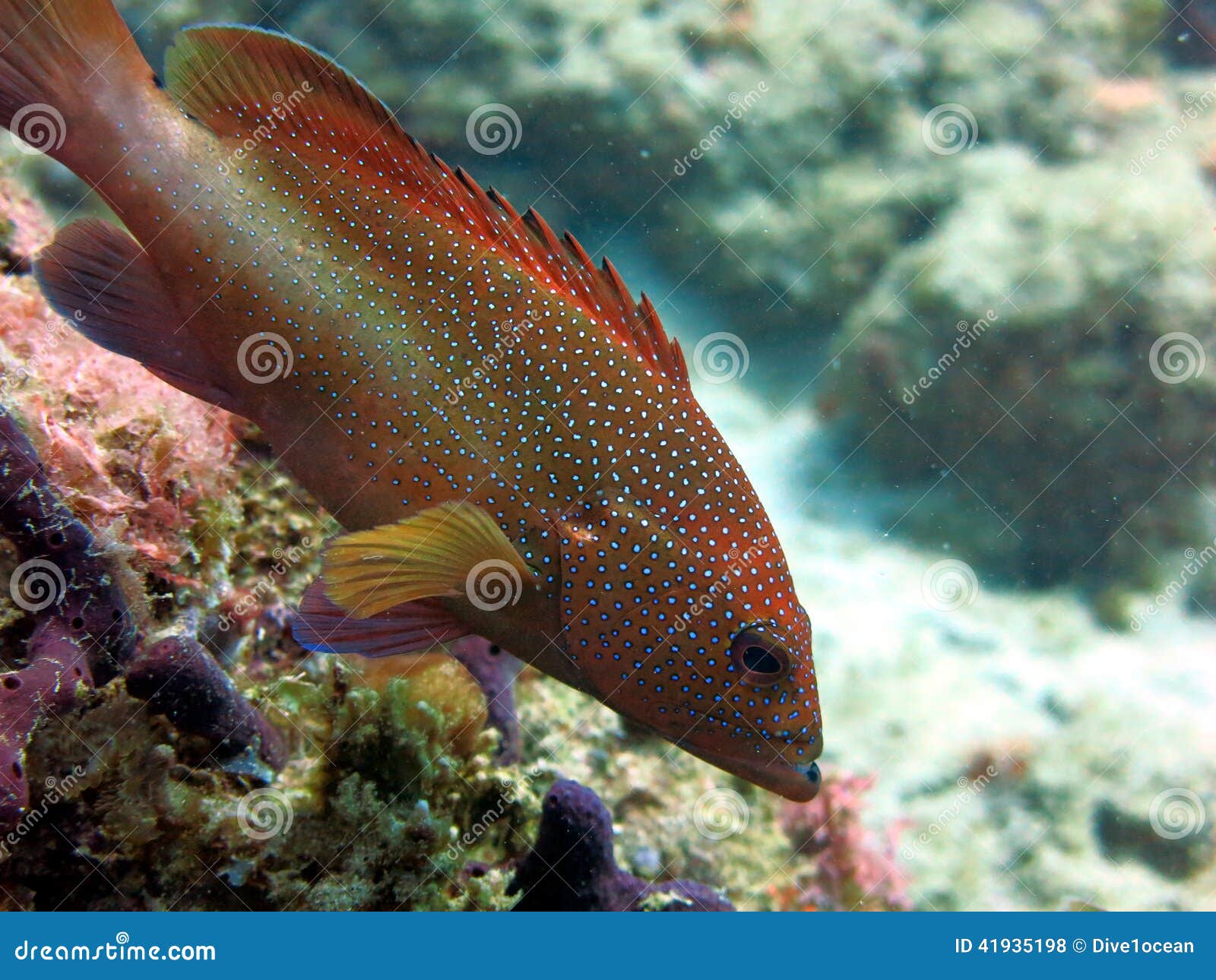 Red Spotted Grouper stock photo. Image of coral, spotted - 41935198