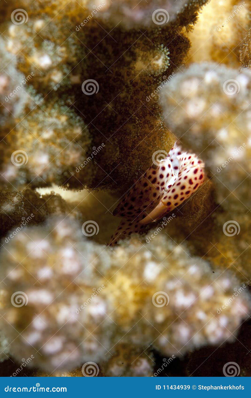 Red-spotted guard crab stock image. Image of beauty, submerged - 11434939