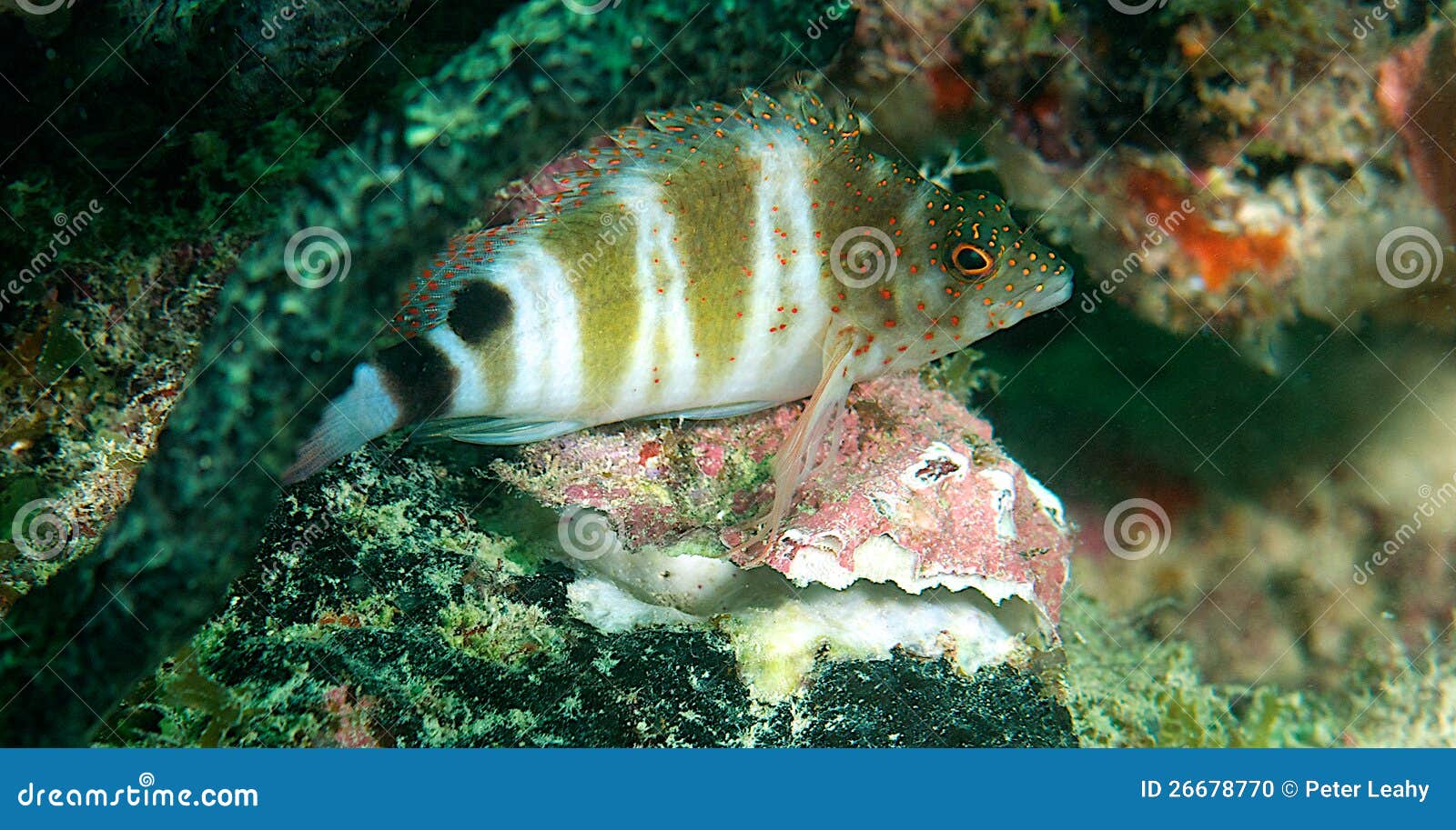 Red Spotted Hawkfish stock photo. Image of swim, school - 26678770