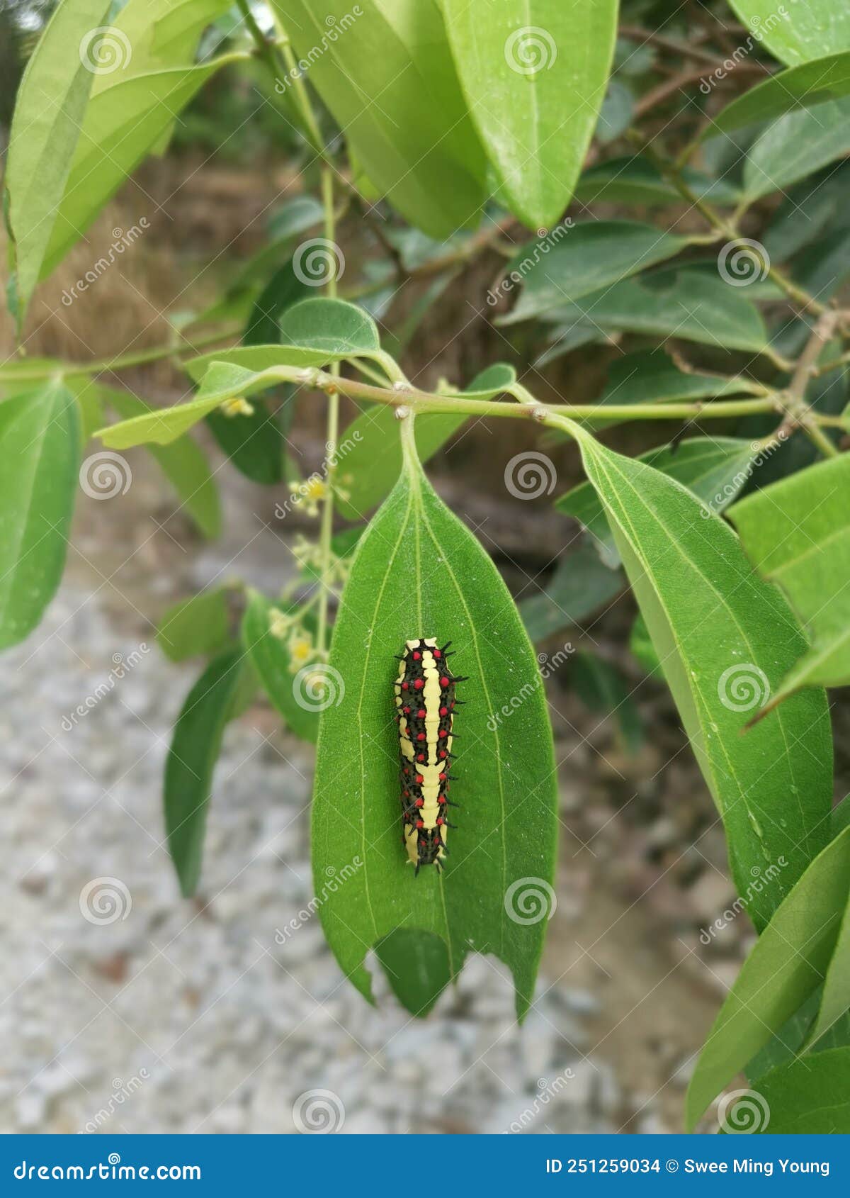 Red-spotted Swallowtail Caterpillar Crawling on the Leaves. Stock Photo ...