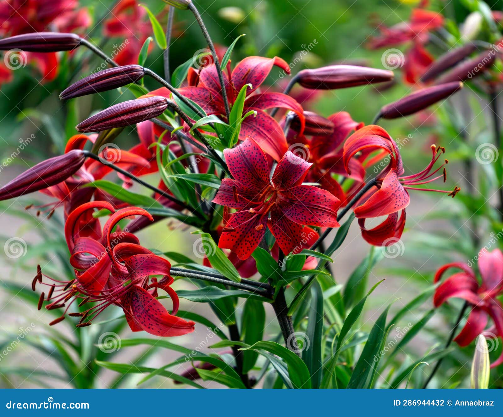 Red Spotted Lilies in the Garden in the Flower Bed. Stock Photo - Image ...