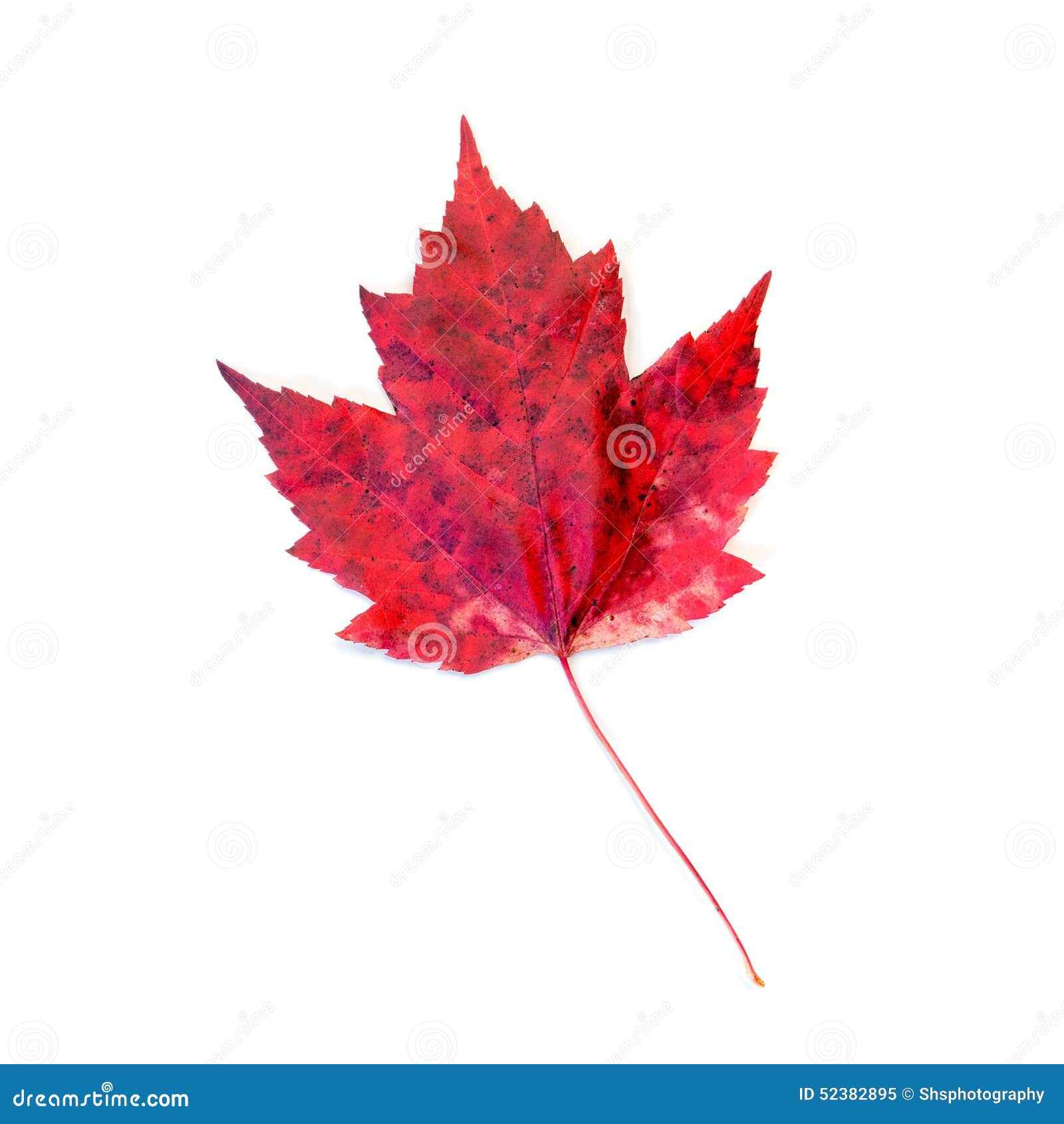 Red Spotted Maple Leaf Isolated on White Stock Image - Image of natural ...