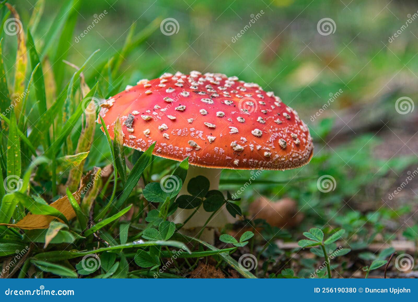 Red Spotted Mushroom Toadstool in Grass. Stock Photo - Image of plant ...