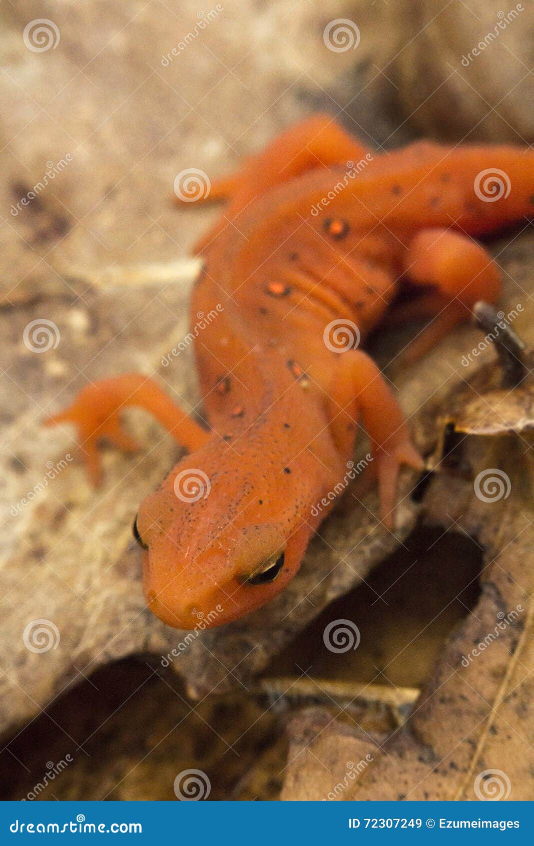 Red Spotted Newt stock image. Image of spring, orange - 72307249