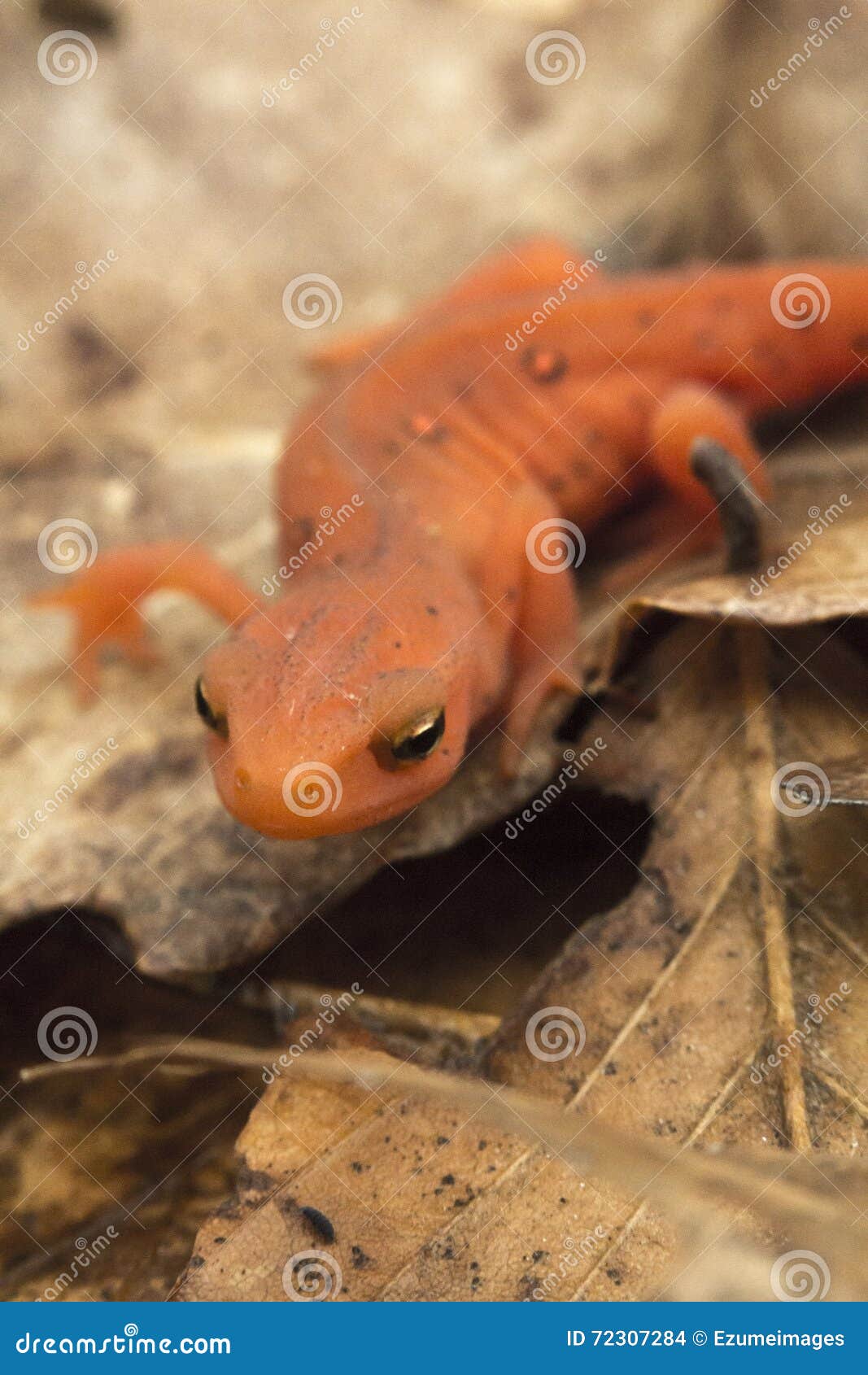 Red Spotted Newt stock photo. Image of fall, autumn, lizard - 72307284