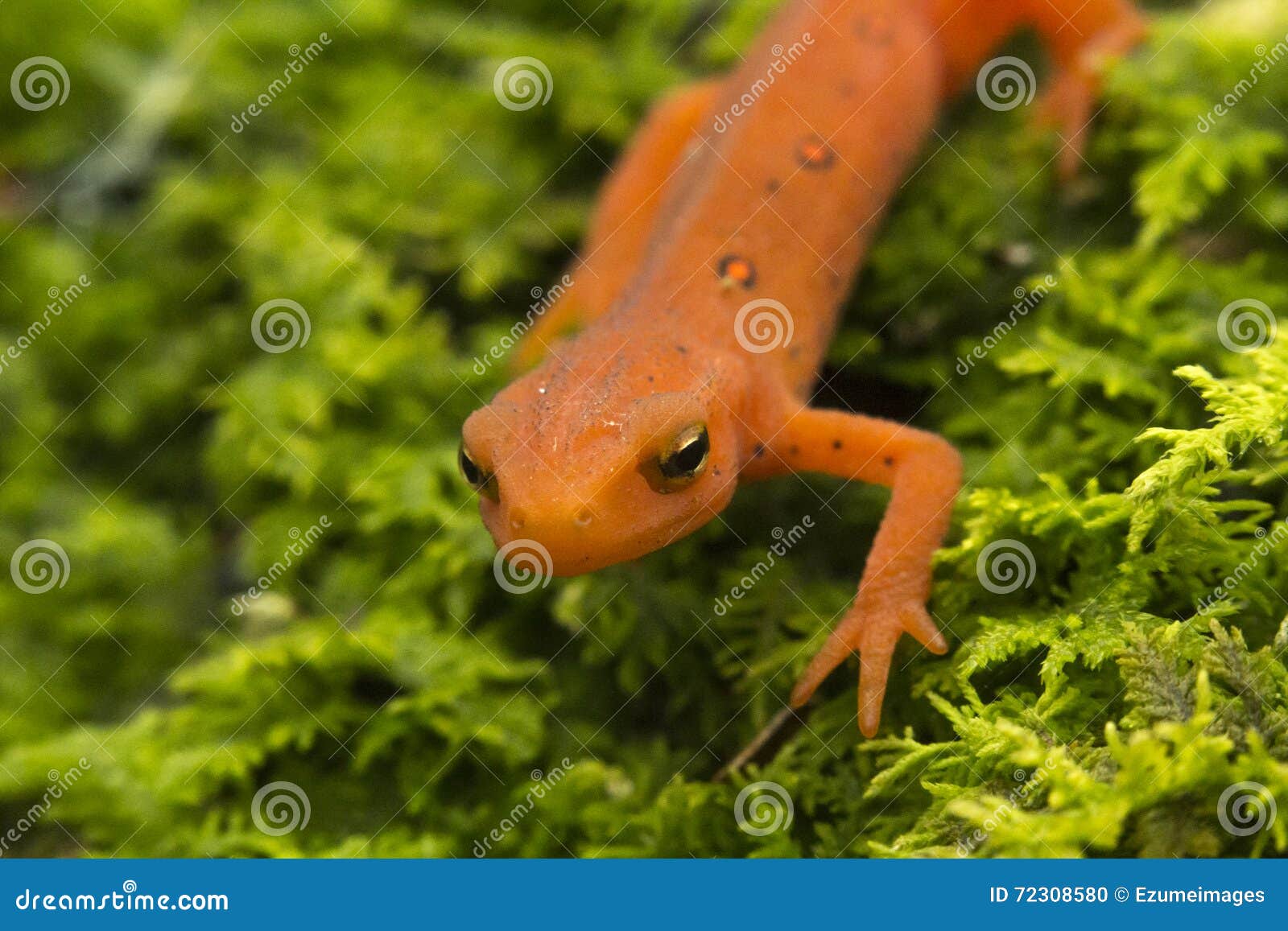 Red Spotted Newt stock photo. Image of newt, closeup - 72308580
