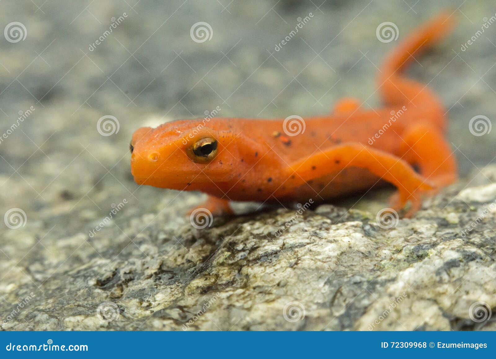 Red Spotted Newt stock photo. Image of orange, amphibean - 72309968