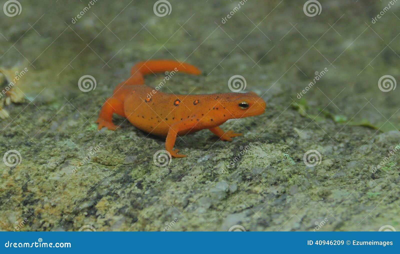 Red Spotted Newt stock image. Image of environmental - 40946209