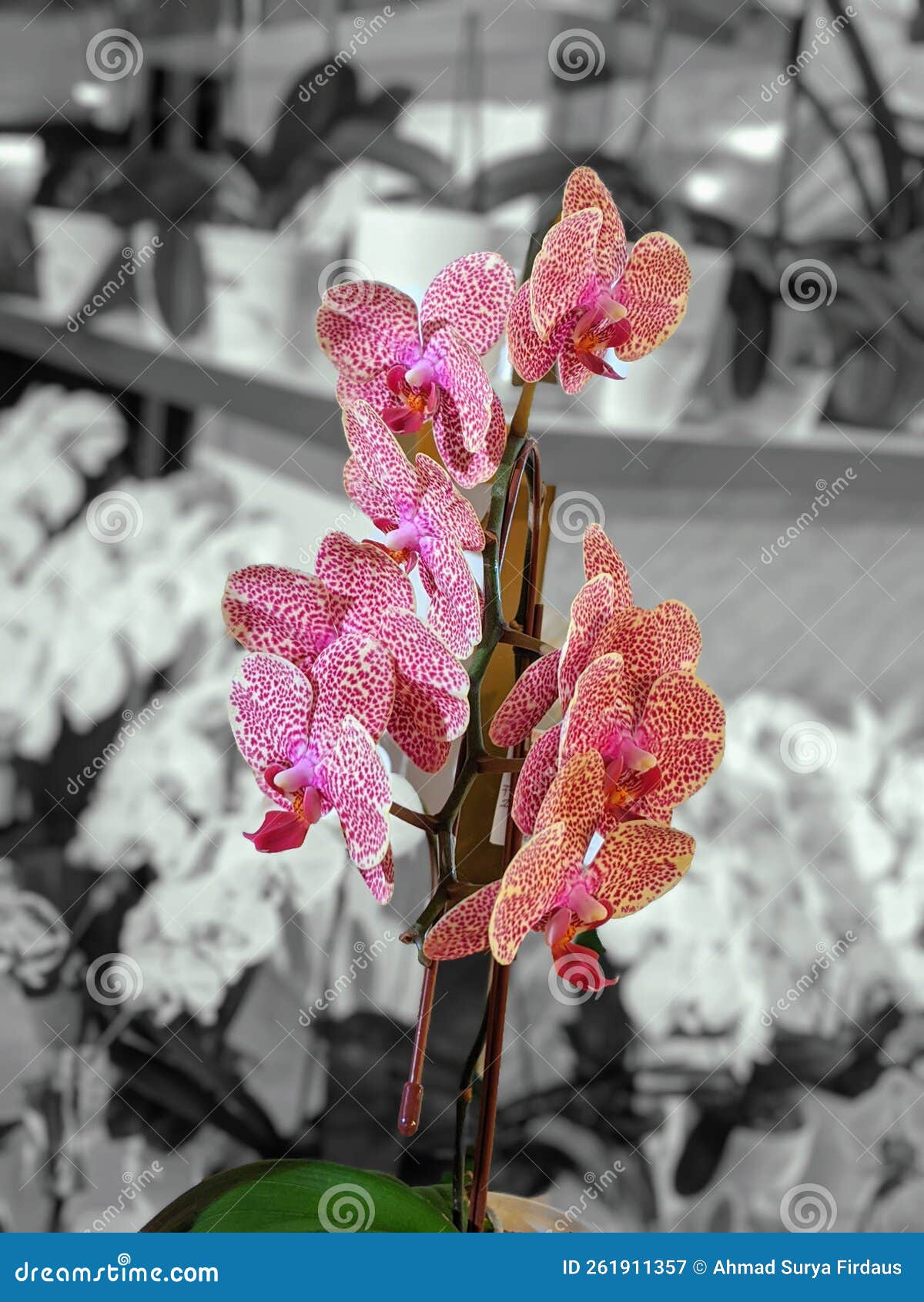 Red spotted orchid stock image. Image of branch, blossom - 261911357