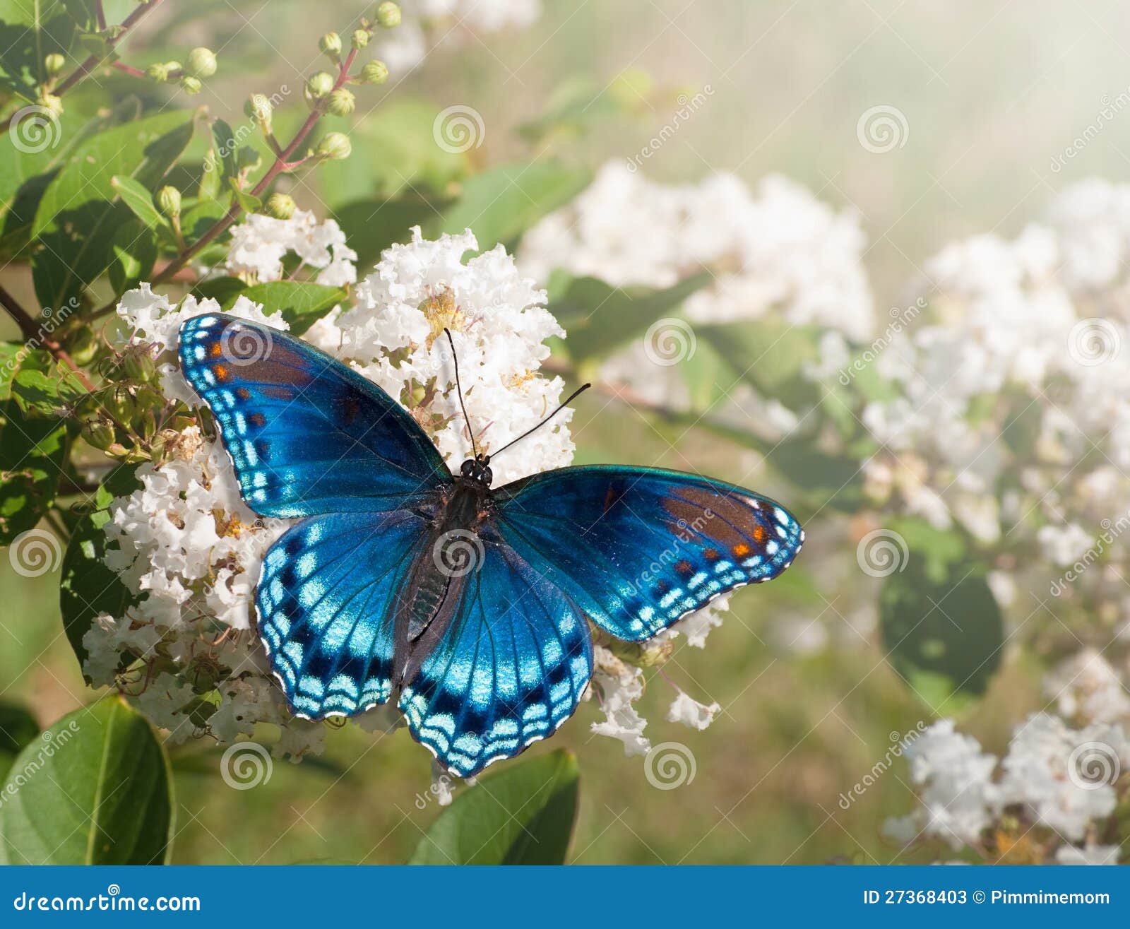Red Spotted Purple Admiral Butterfly Stock Image - Image of garden ...