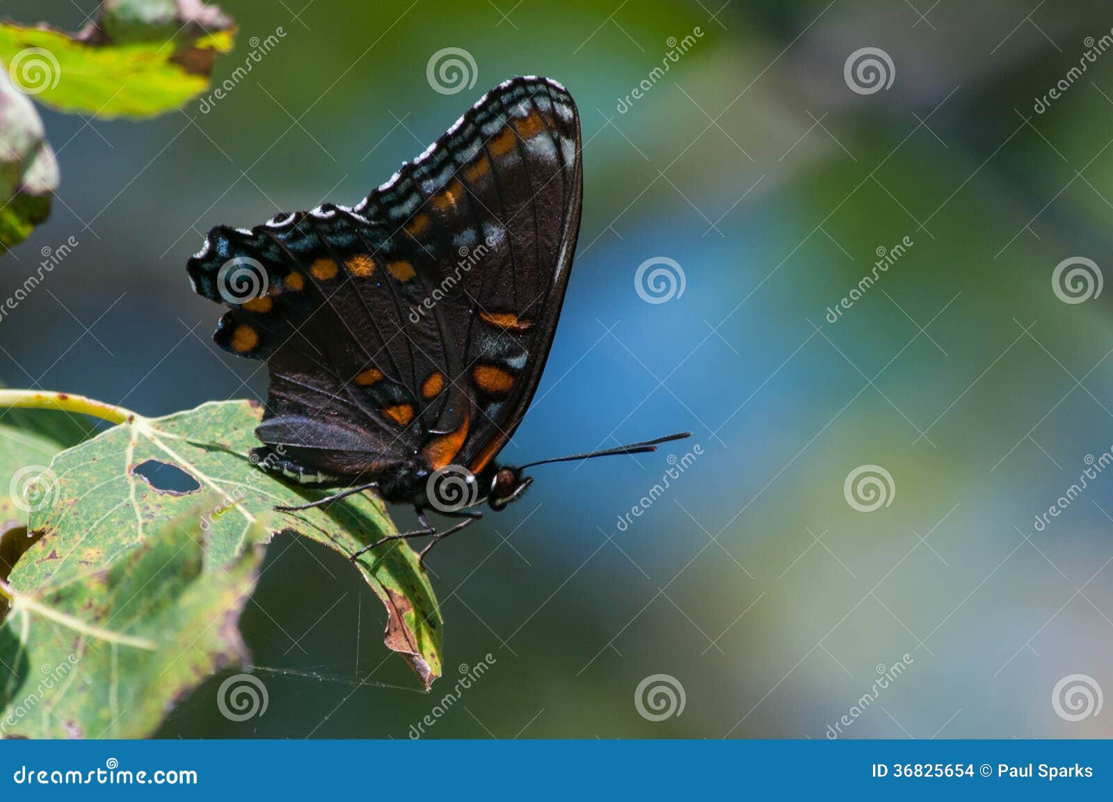Red-spotted Purple Butterfly Stock Photo - Image of purple, arthemis ...