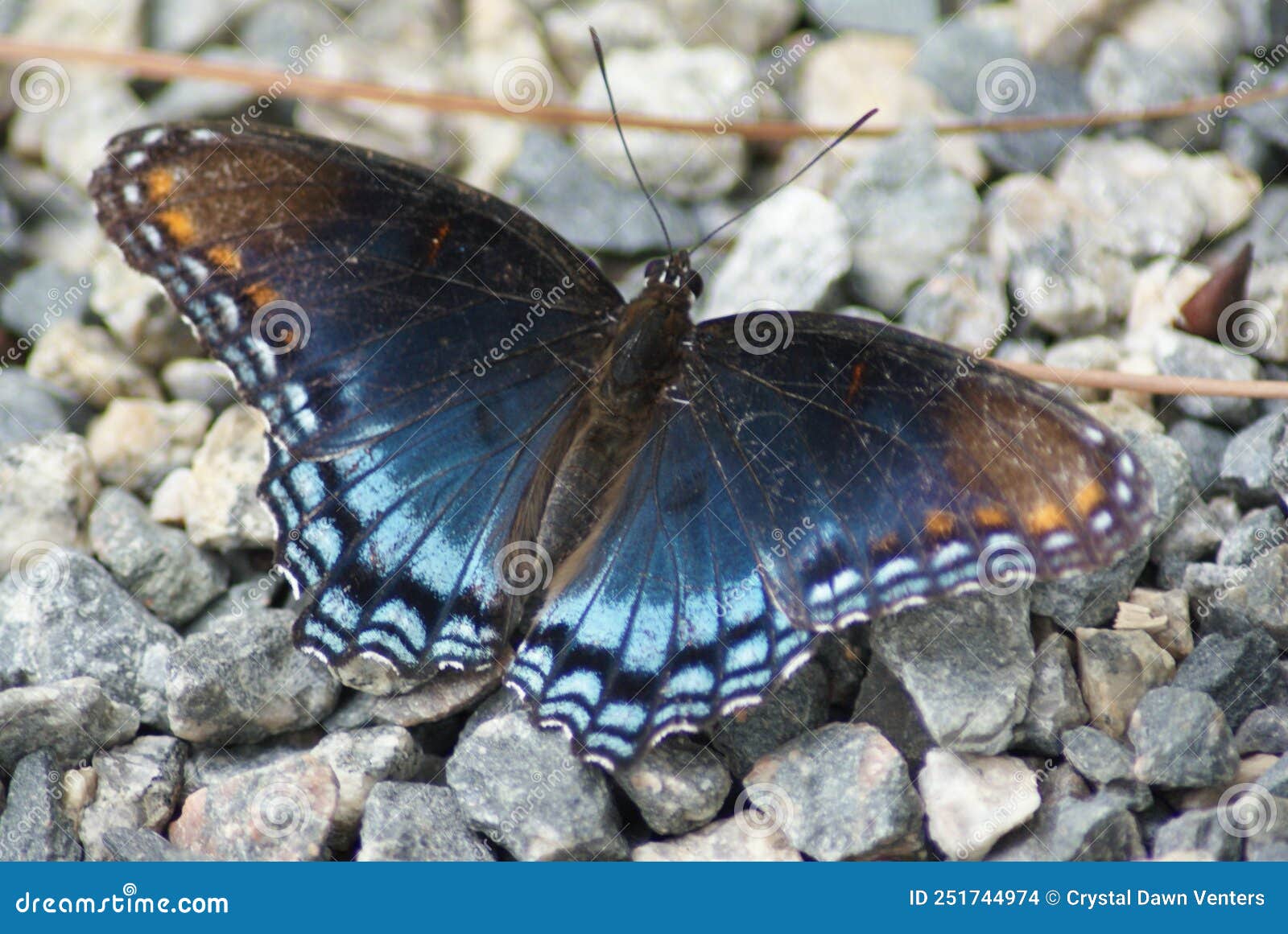 Red Spotted Purple Butterfly Stock Photo - Image of white, limenitis ...
