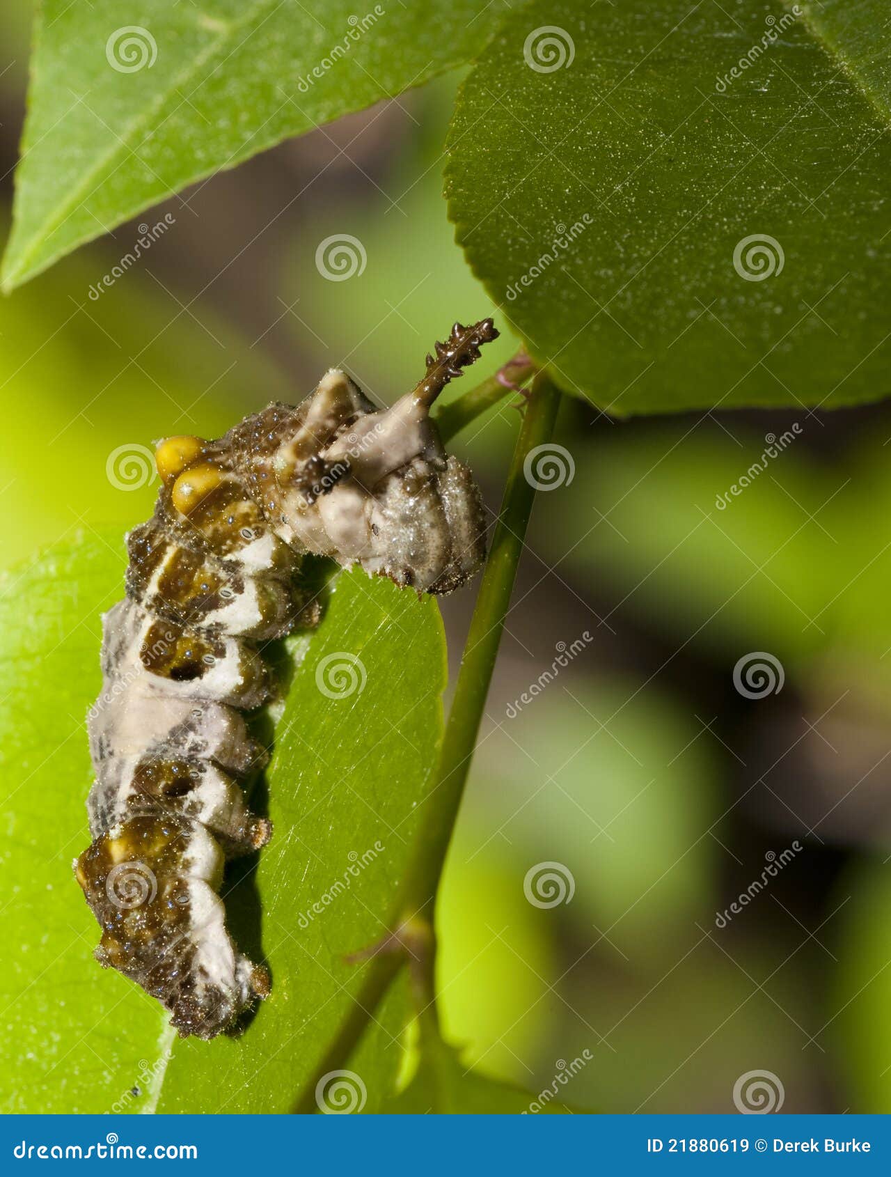Red-Spotted Purple Caterpillar Stock Image - Image of nymphalidae ...