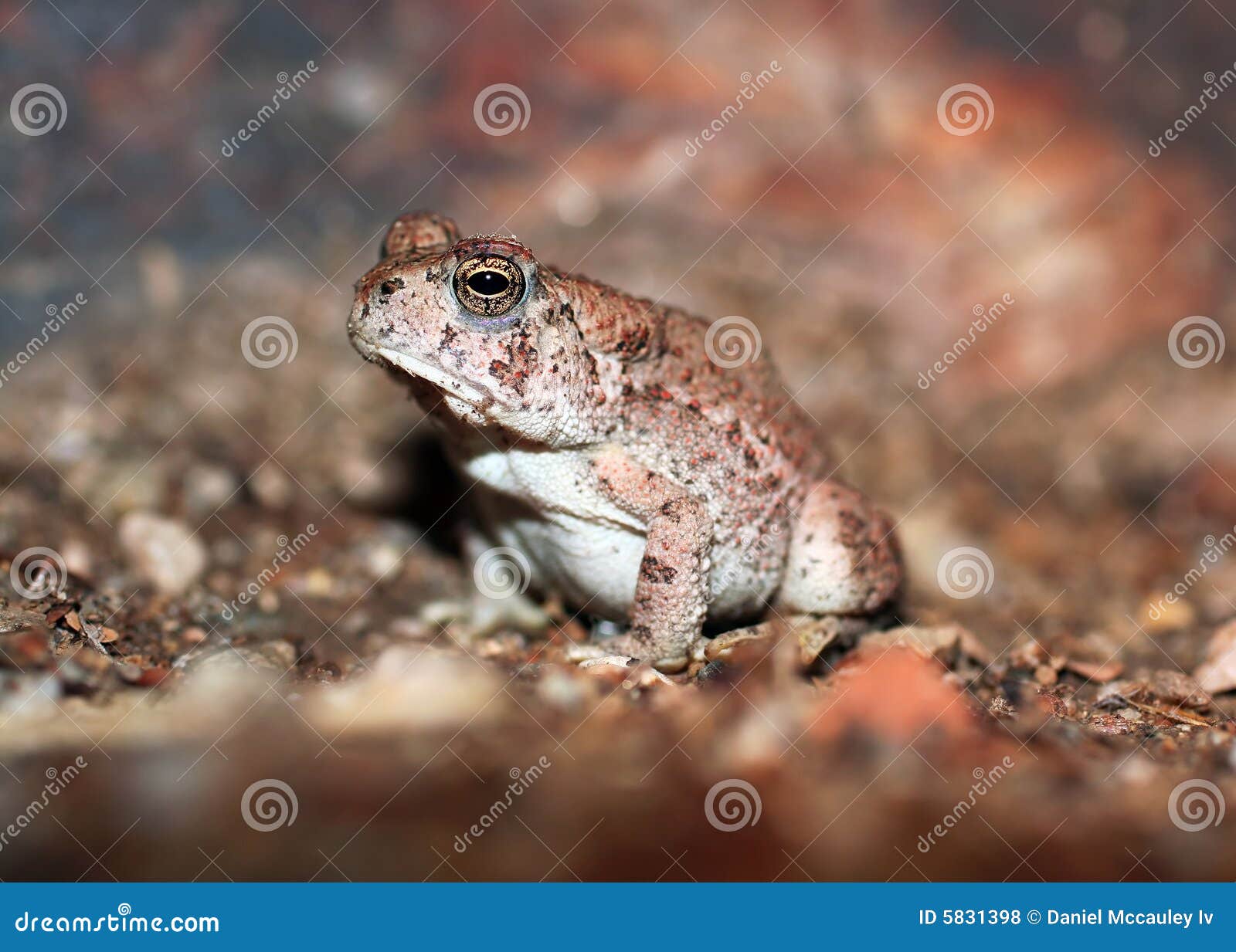 Red-spotted Toad stock photo. Image of macro, djm4, lazy - 5831398