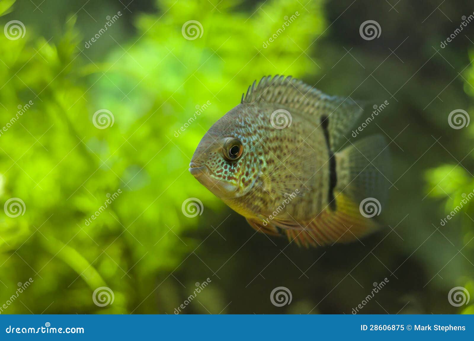 Red Spotted Turquoise Severum Royalty-Free Stock Image | CartoonDealer ...