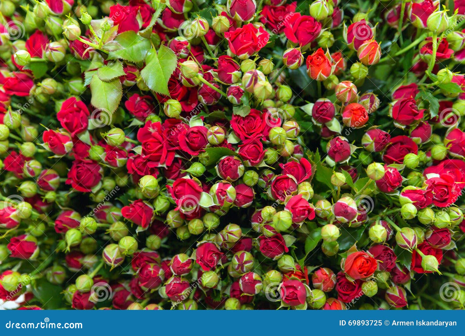 Red spray rose bunch stock image. Image of romantic, nature - 69893725
