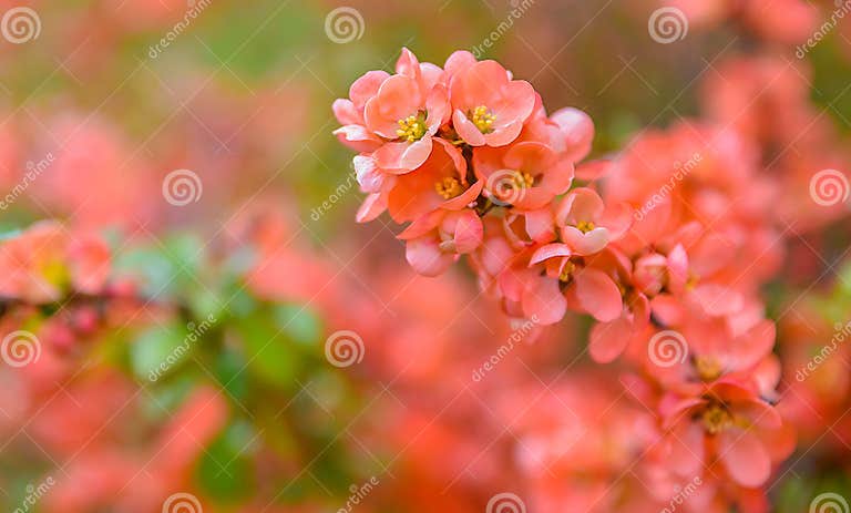 Red spring blossom stock photo. Image of beauty, fresh - 91680744