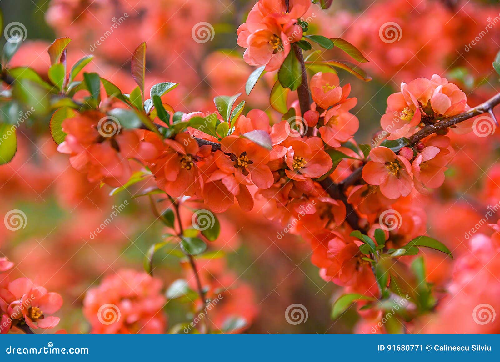 Red spring blossom stock image. Image of freshness, april - 91680771