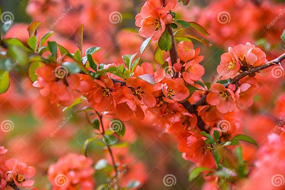 Red spring blossom stock image. Image of freshness, april - 91680771