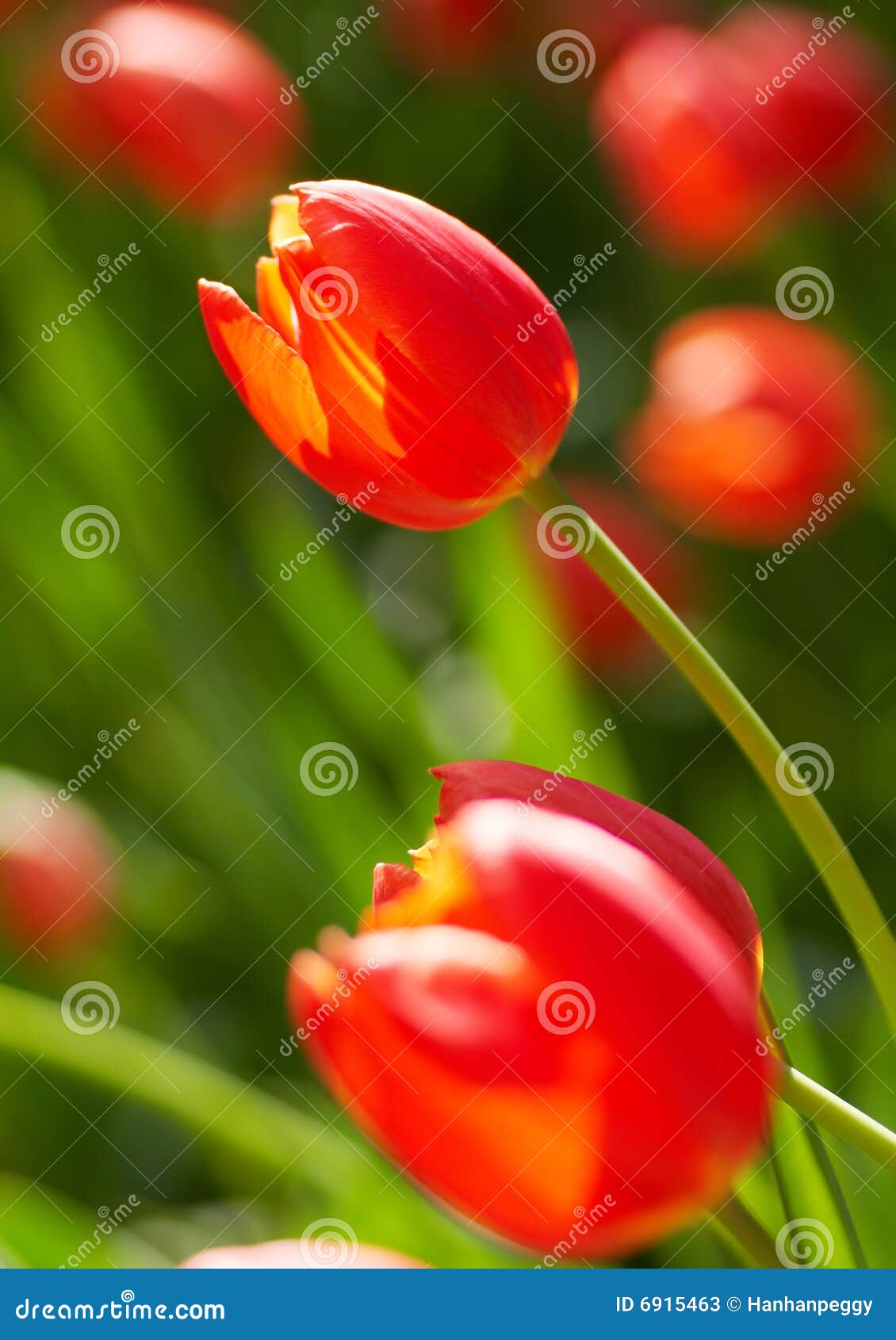 Red spring bulbs stock image. Image of agriculture, attractive - 6915463