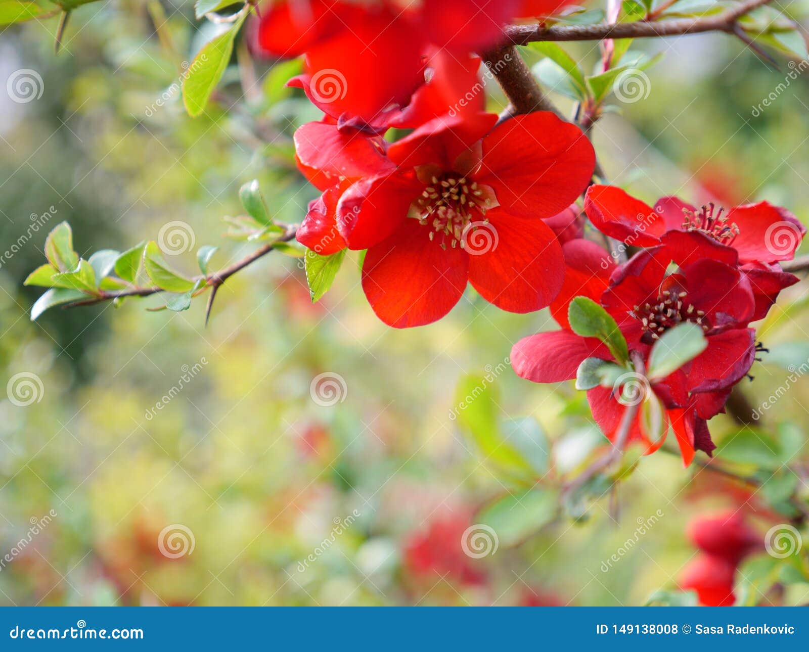 Red spring flower stock photo. Image of flower, landscape - 149138008