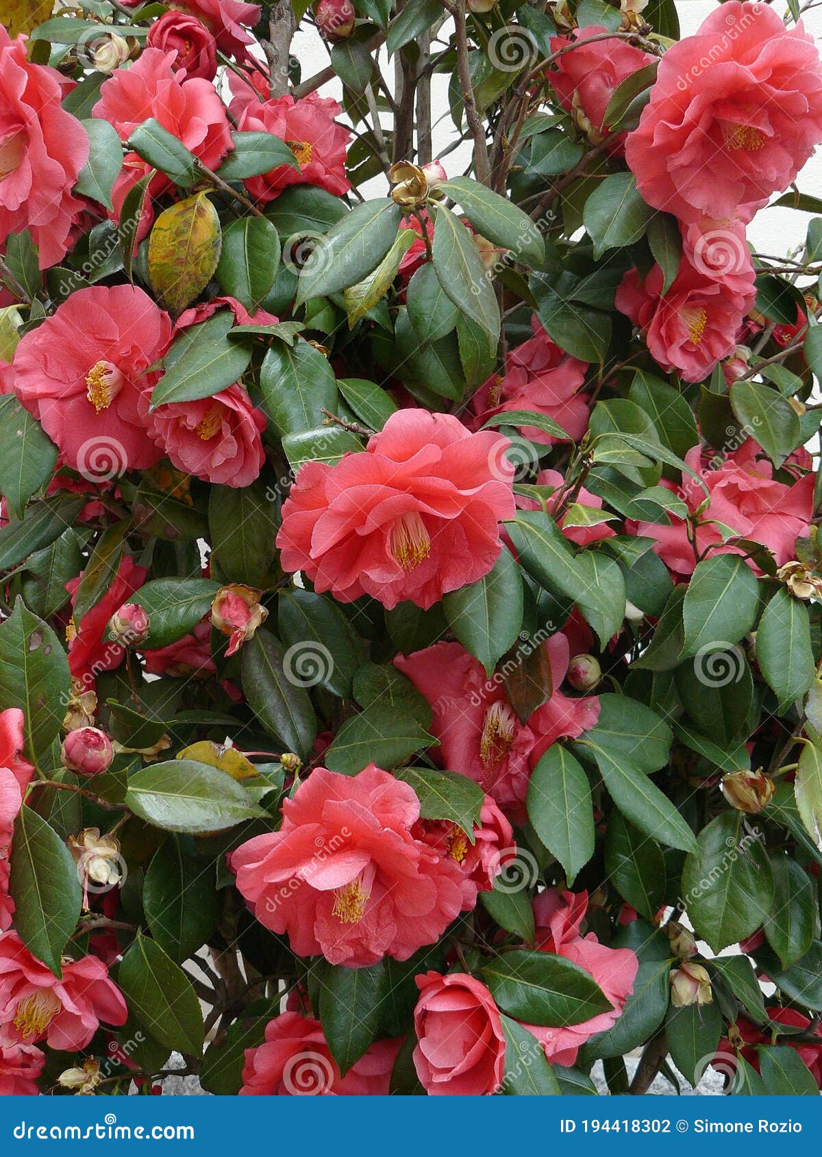 Red spring flowers stock photo. Image of fiori, blue - 194418302