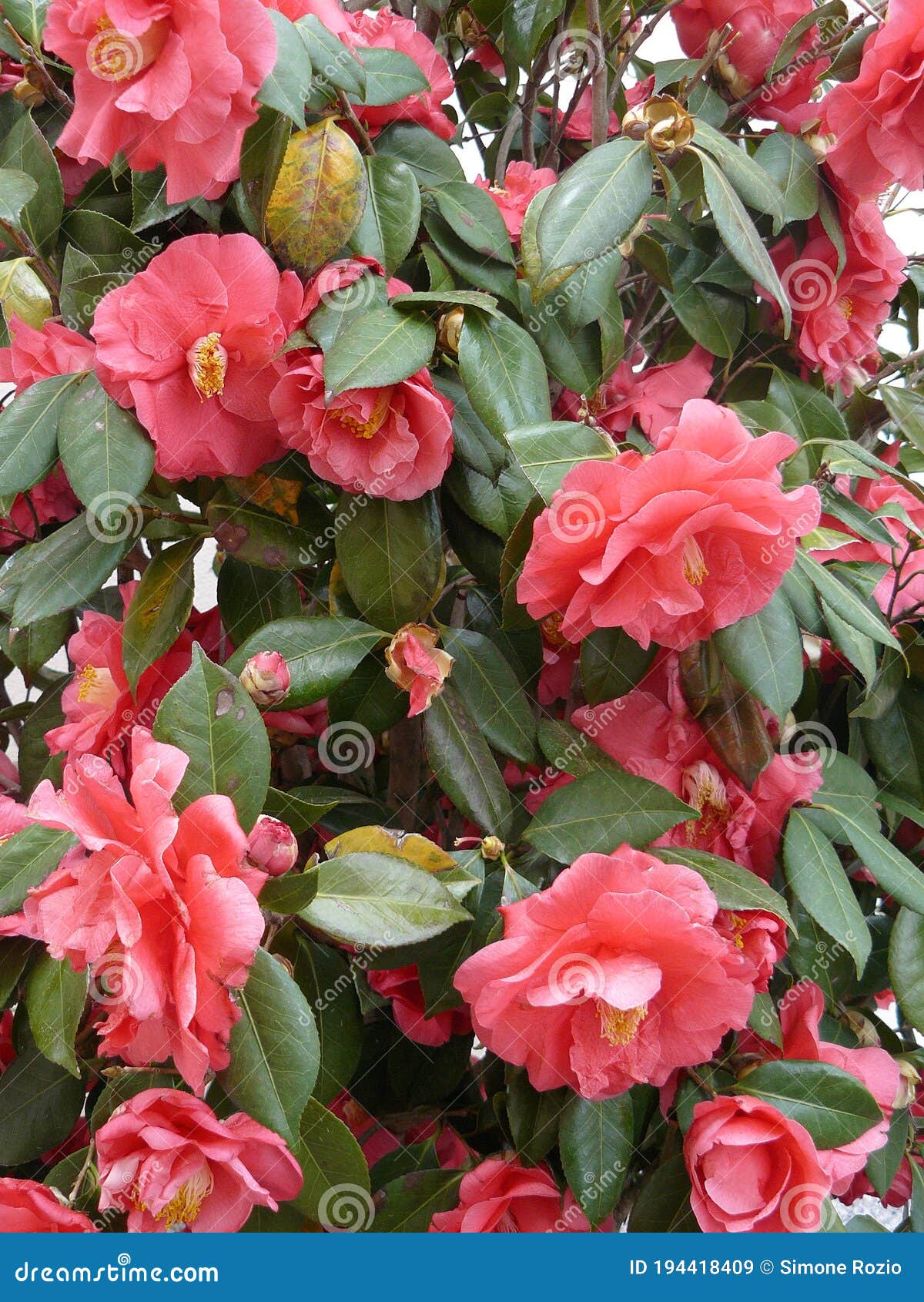 Red spring flowers stock image. Image of blue, fiori - 194418409