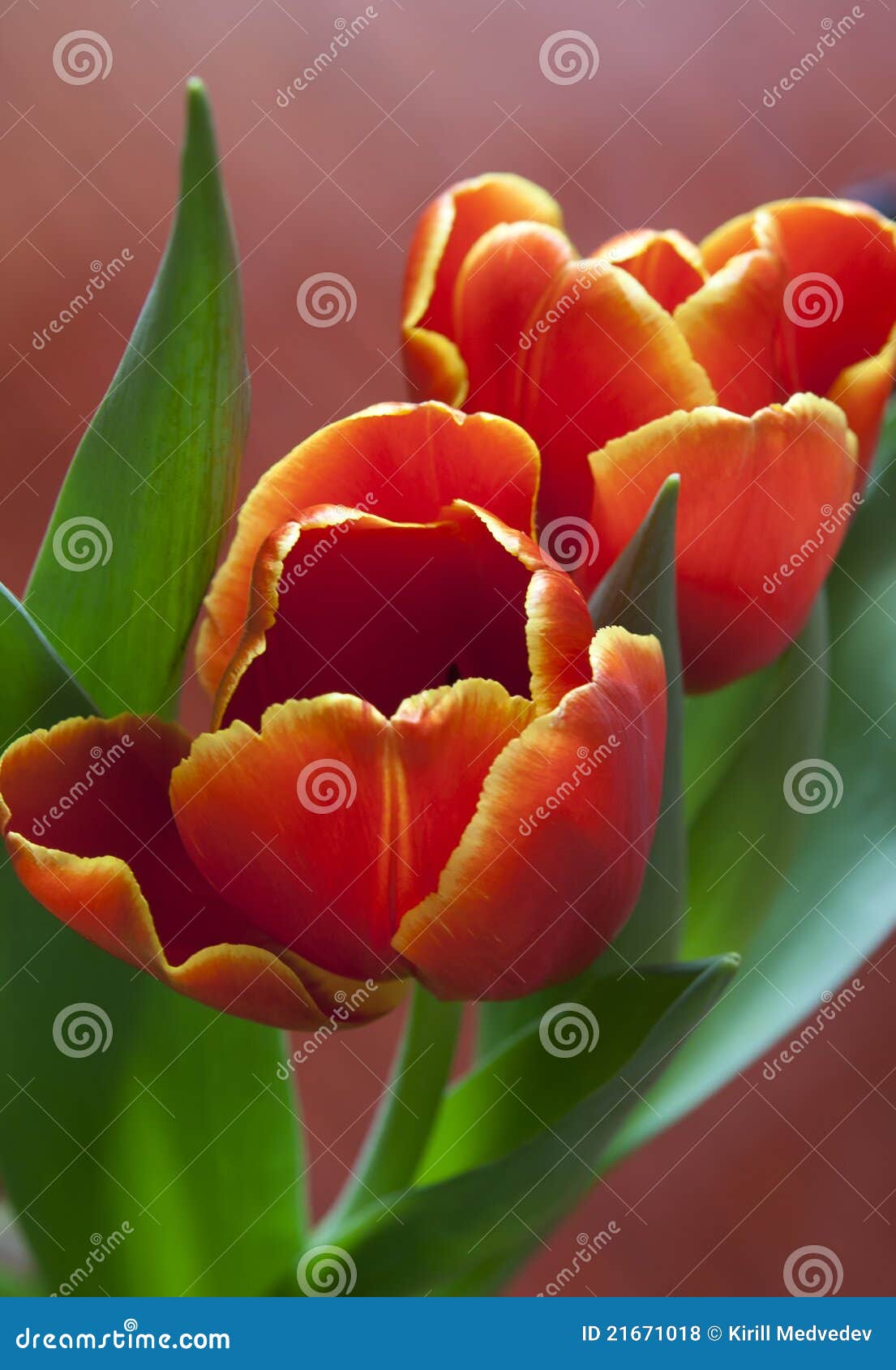 Red spring flowers stock photo. Image of purple, objects - 21671018