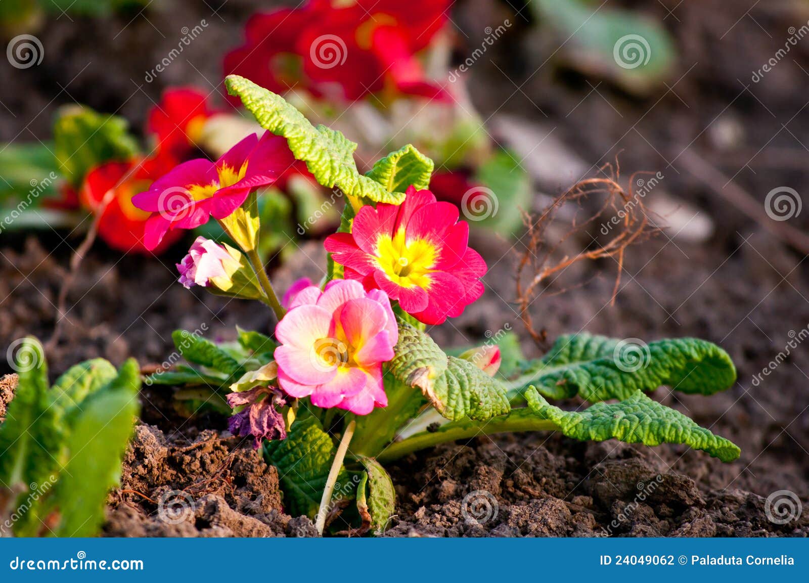 Red spring flowers stock photo. Image of bright, blooming - 24049062
