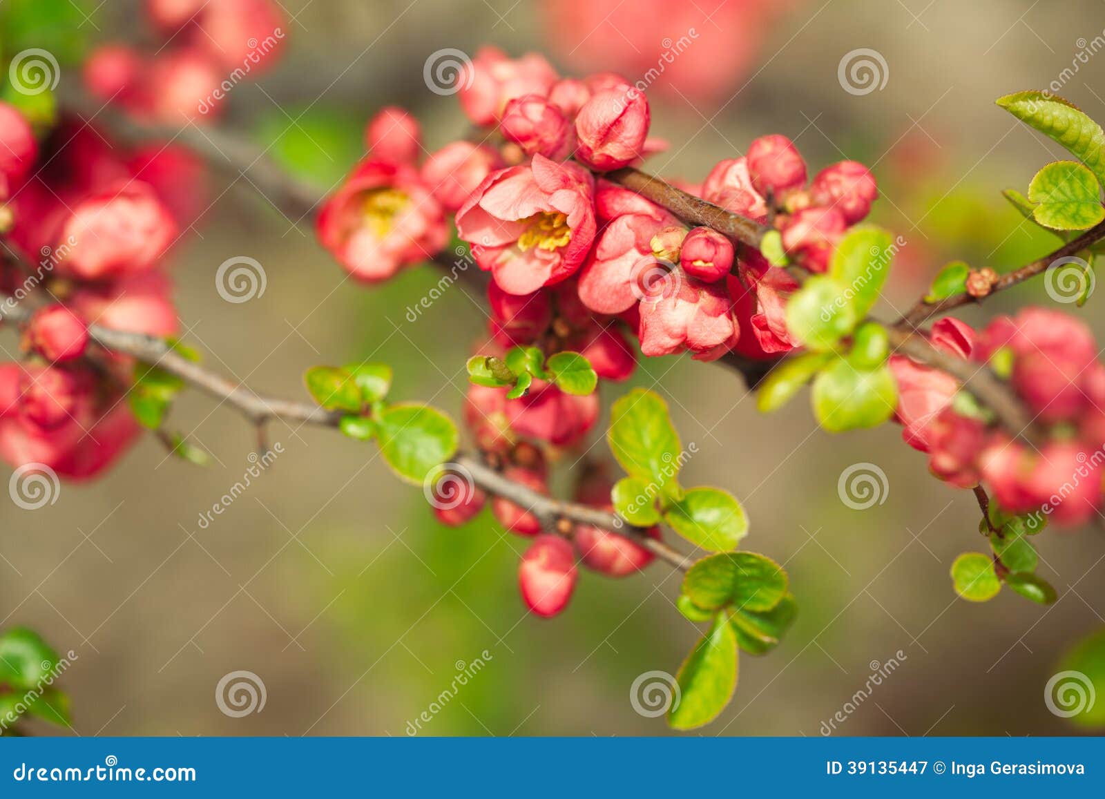Red spring flowers stock image. Image of oriental, leaf - 39135447