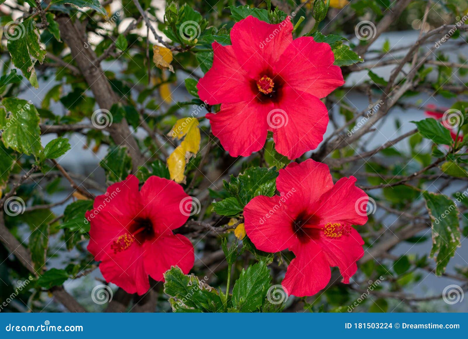 Red Spring Flowers on a Green Bush Stock Photo - Image of garden, petal ...
