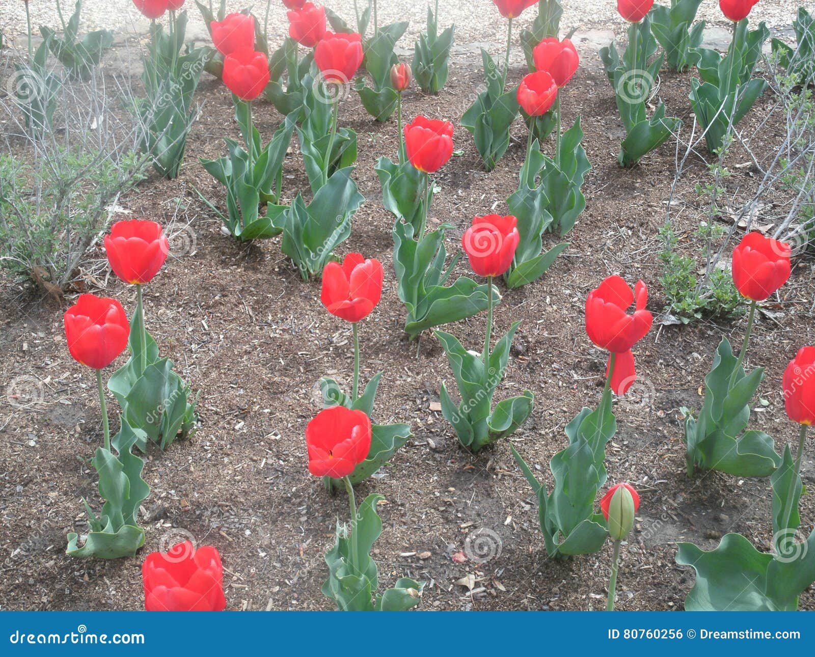 Red Spring Flowers stock photo. Image of pretty, redflower - 80760256