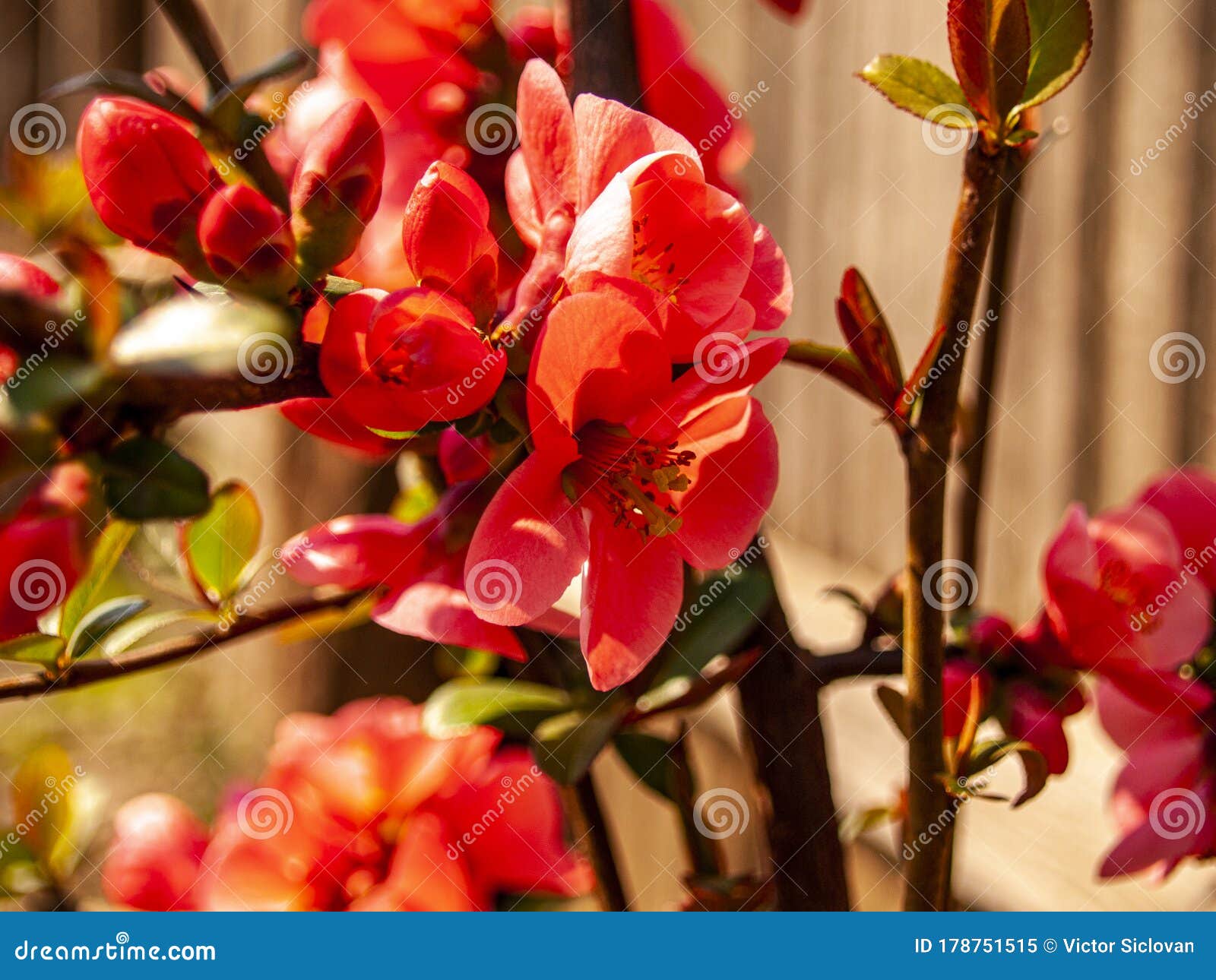 Red spring flowers stock image. Image of floral, petal - 178751515