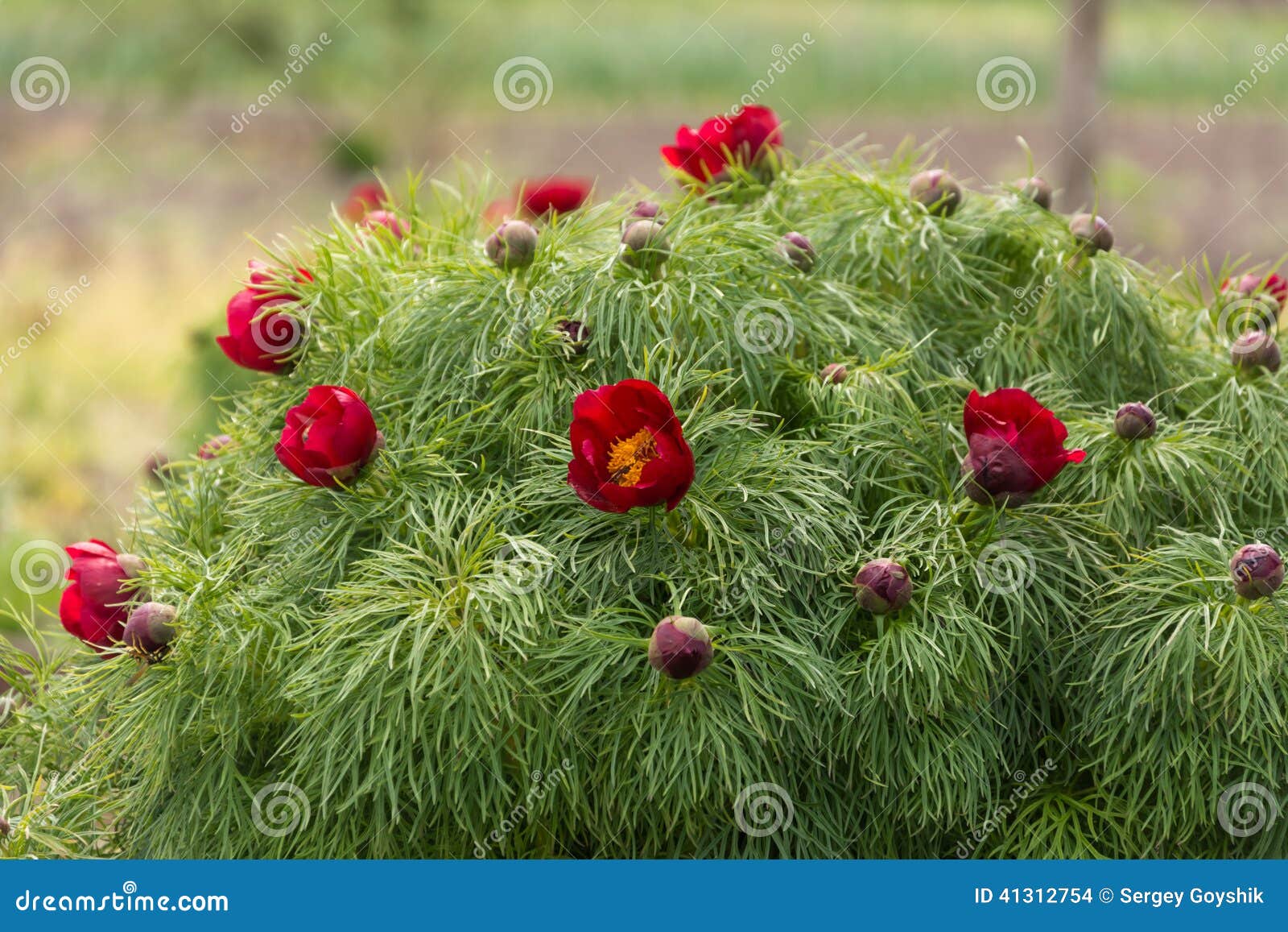 Red spring flowers stock photo. Image of flower, green - 41312754