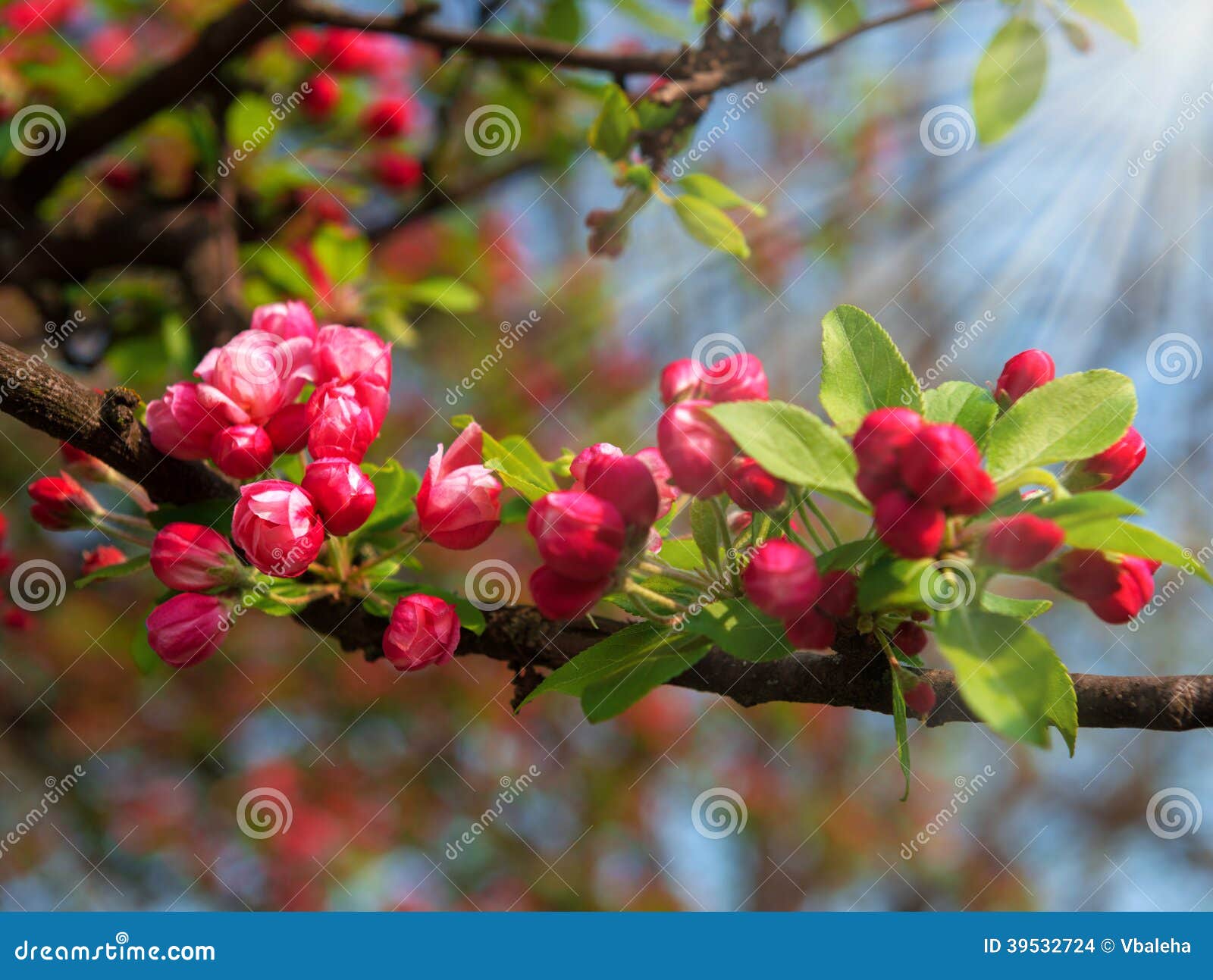 Red spring flowers stock photo. Image of eastern, korea - 39532724