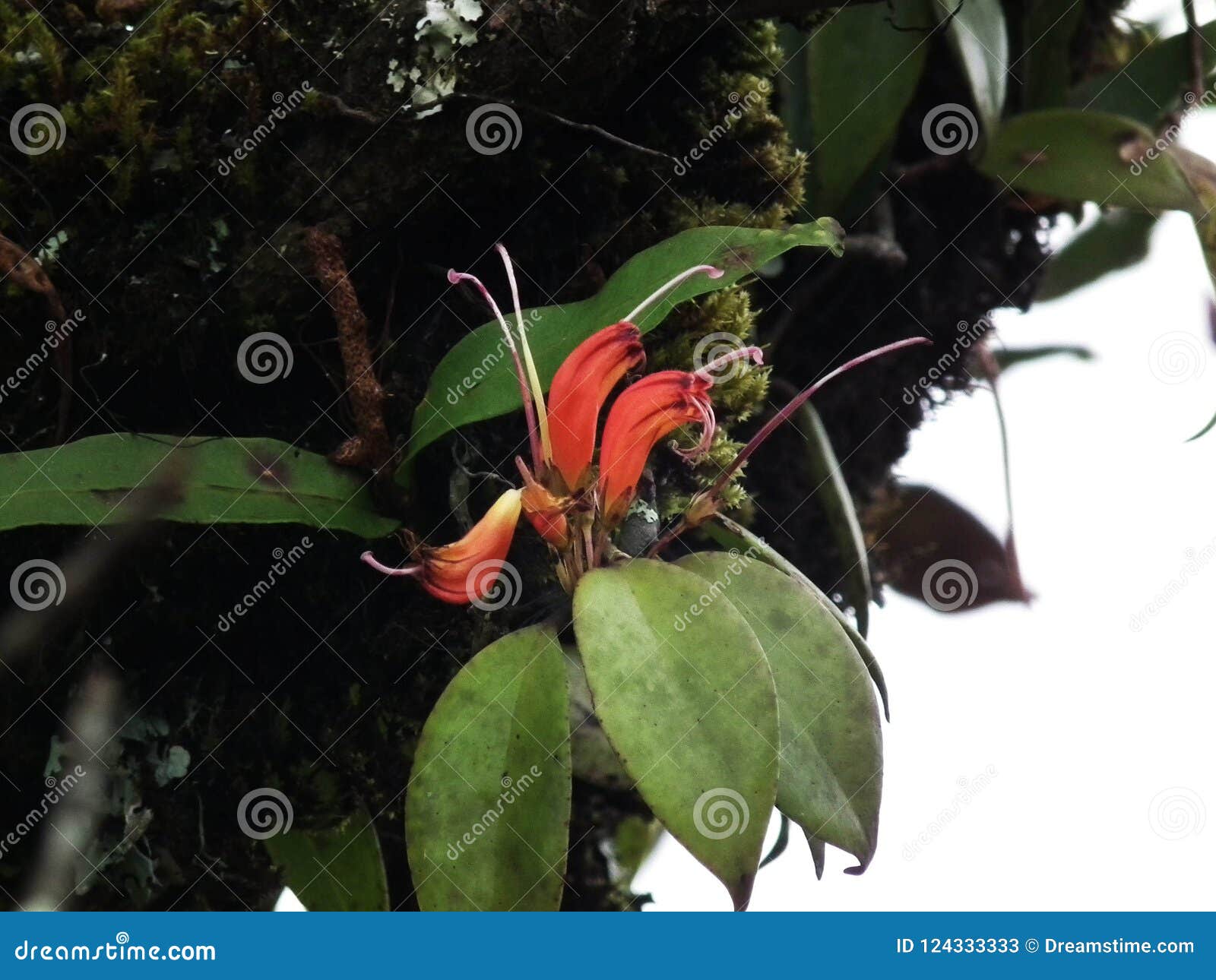 Red Spring Forest Flower Nature Pollen Stock Image - Image of season ...