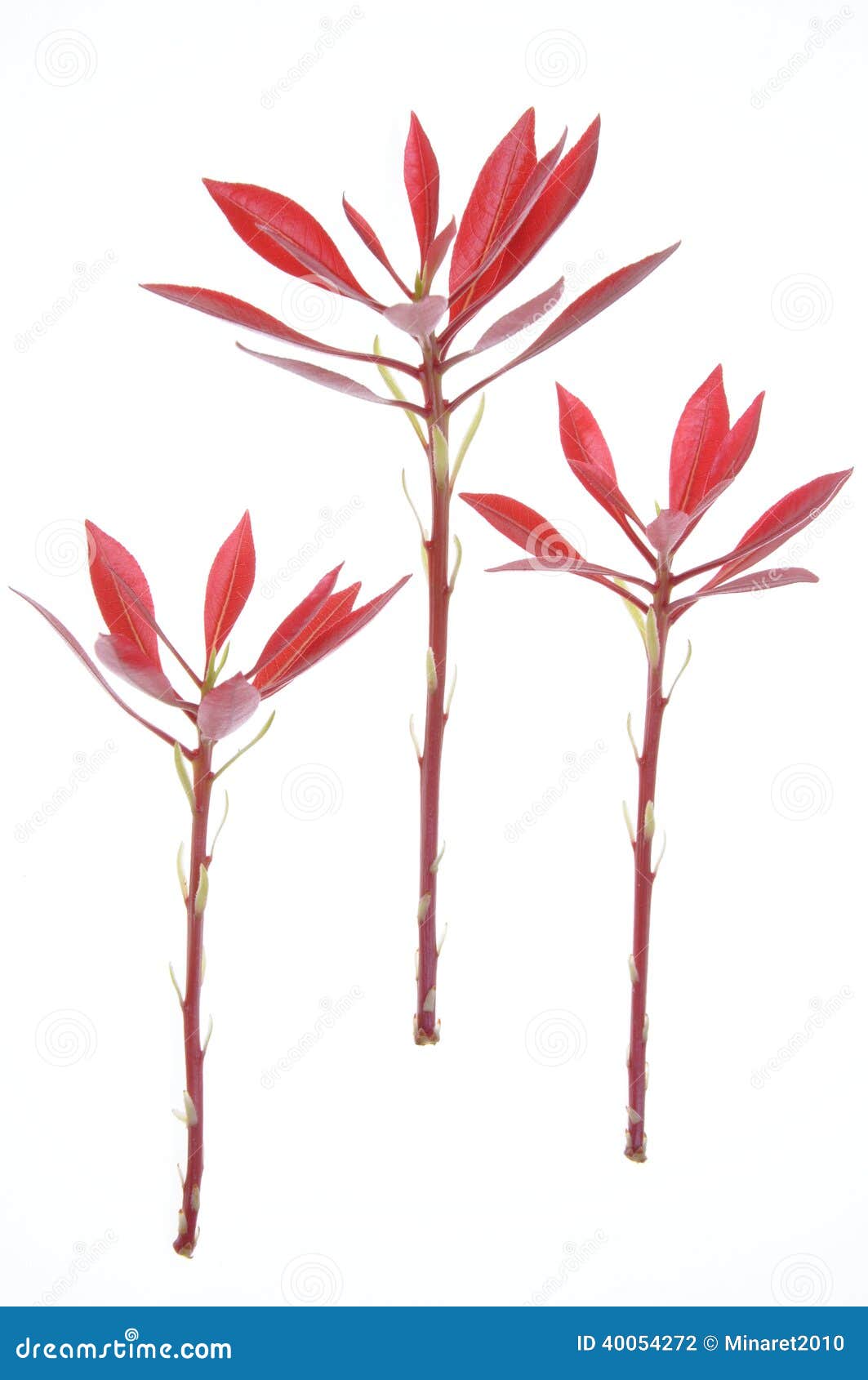 Red spring leaves stock photo. Image of closeup, natural - 40054272