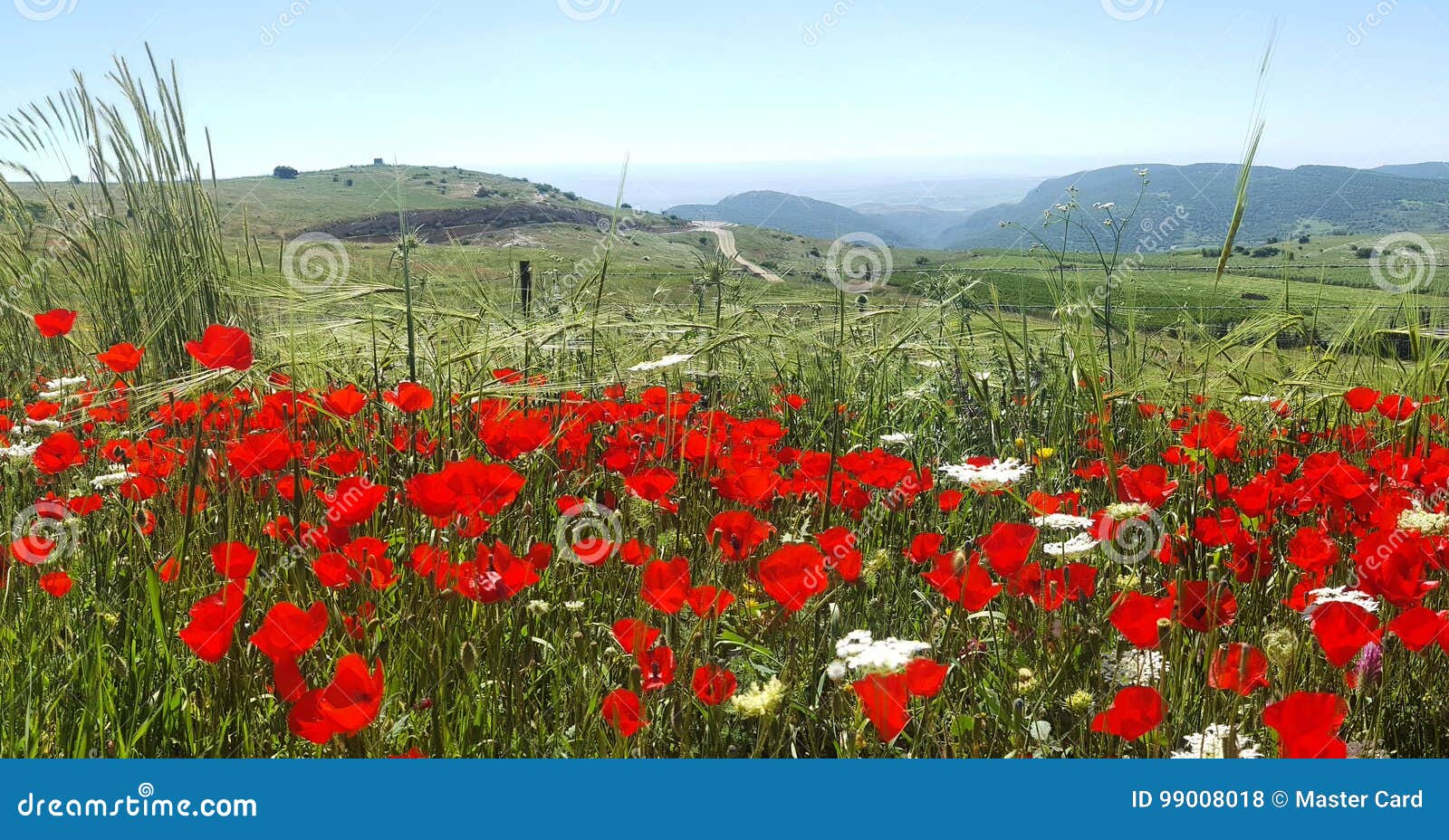 Red Spring Poppies Field and the Galilee View in the Background, Israel ...
