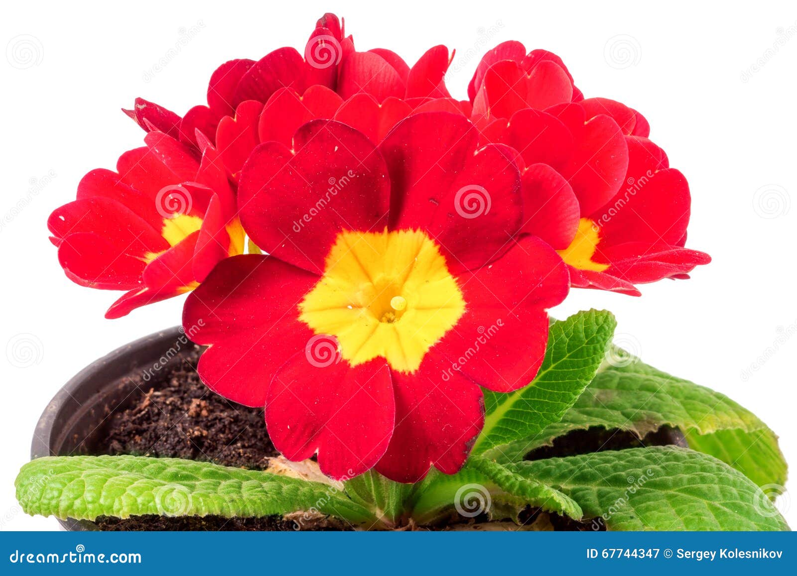 Red Spring Primroses Flowers, Primula Polyanthus on White Stock Image ...