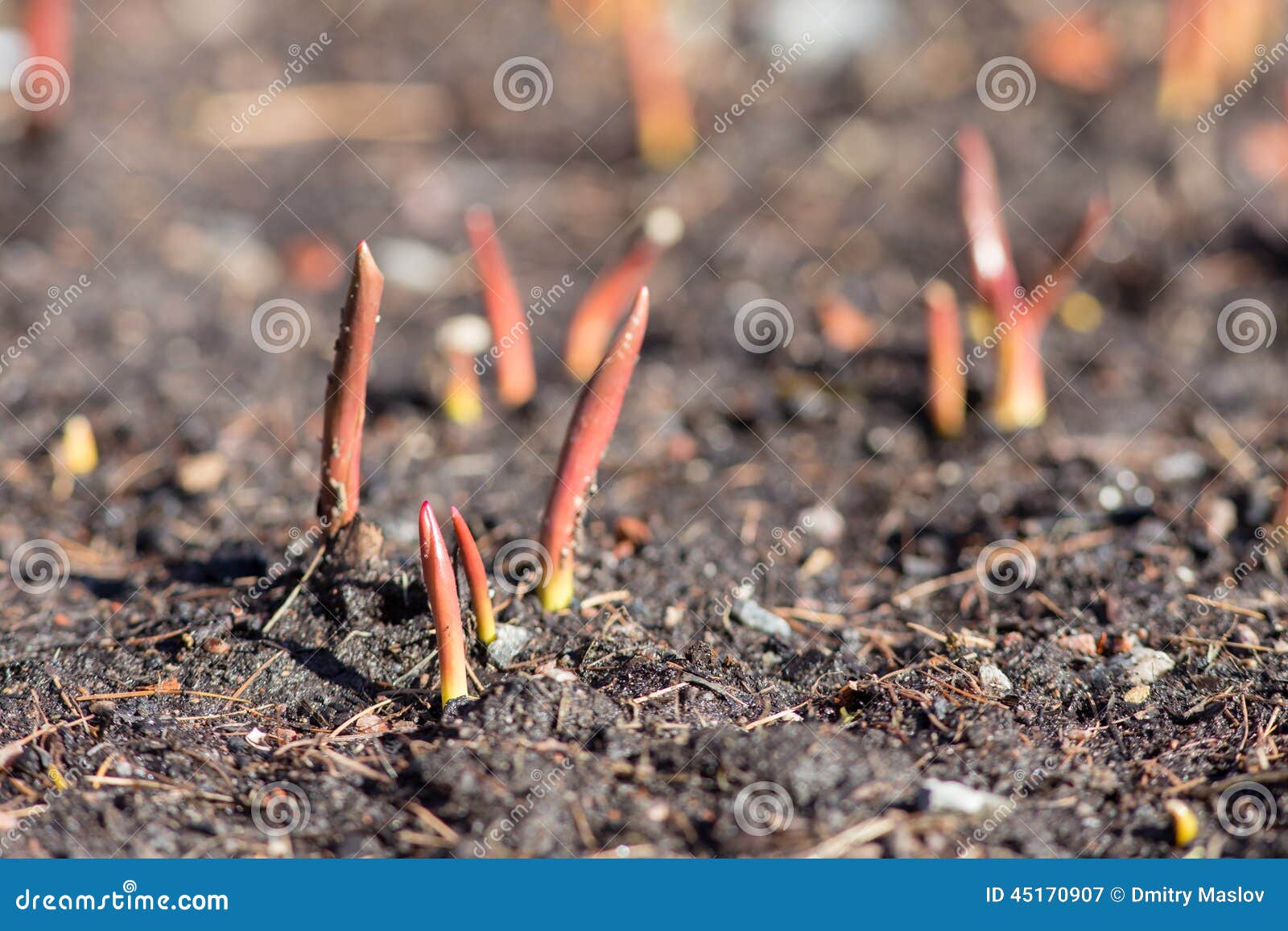 Red sprouts stock image. Image of foliage, sprouts, cultivated - 45170907