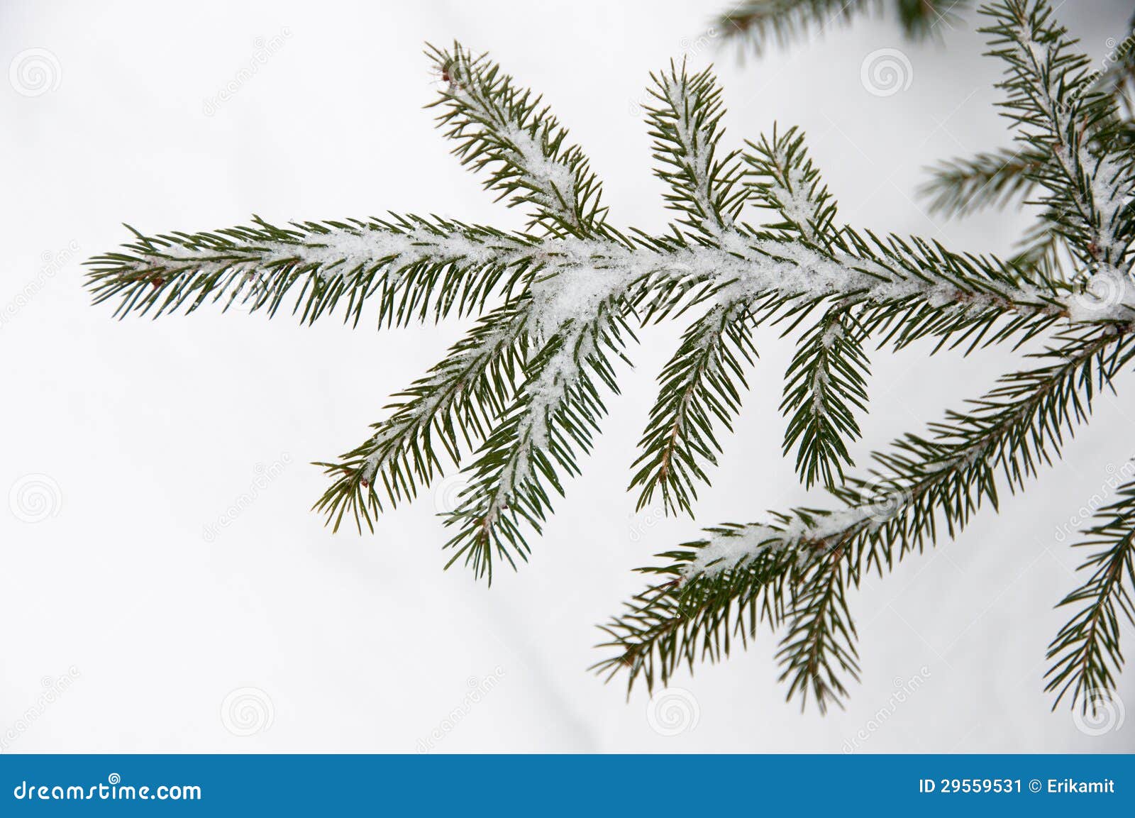 Red Spruce Branches Covered with Snow Stock Image - Image of tree ...