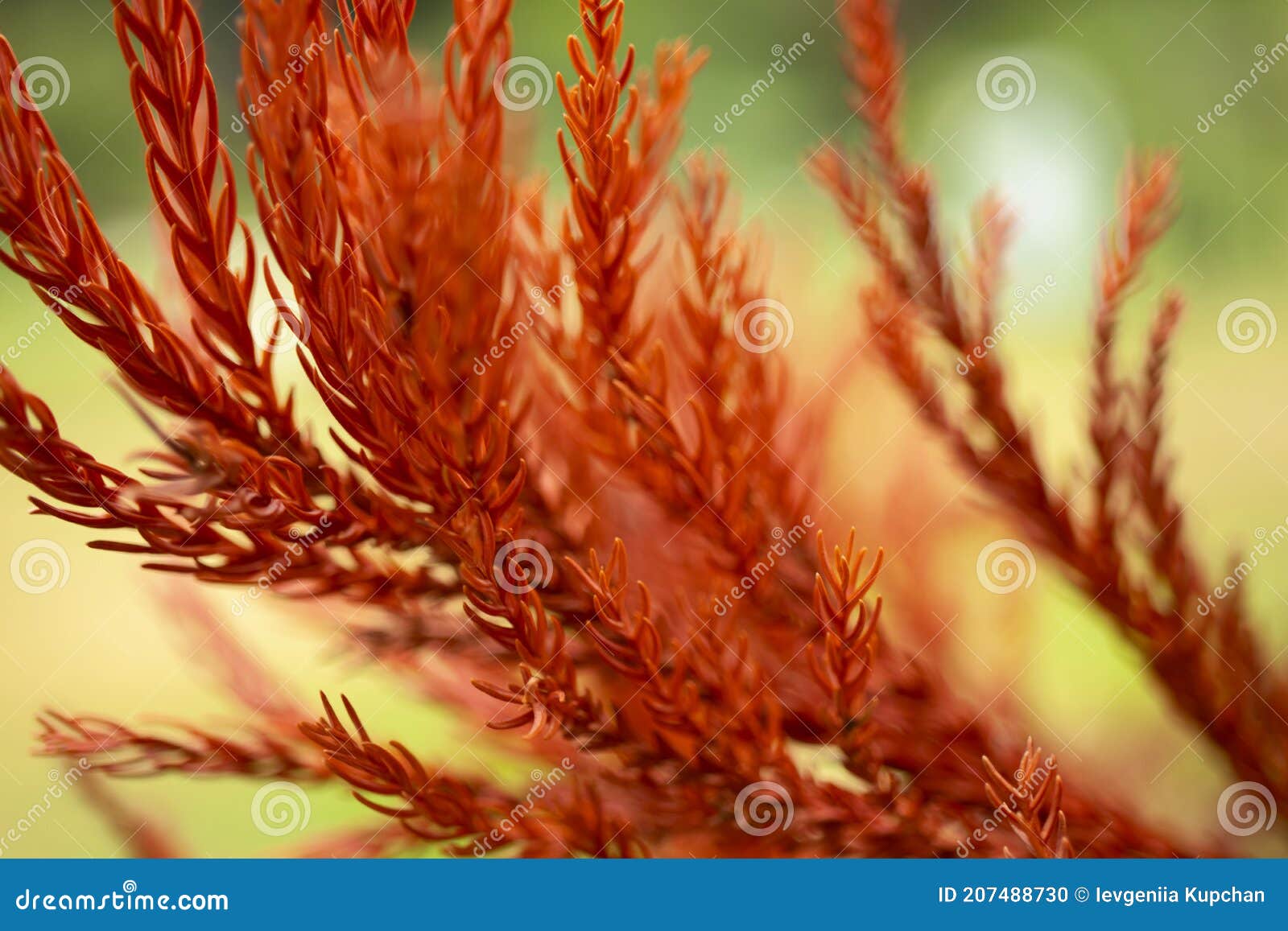 Red Spruce Branches Were Shot in Macro Style Stock Photo - Image of ...