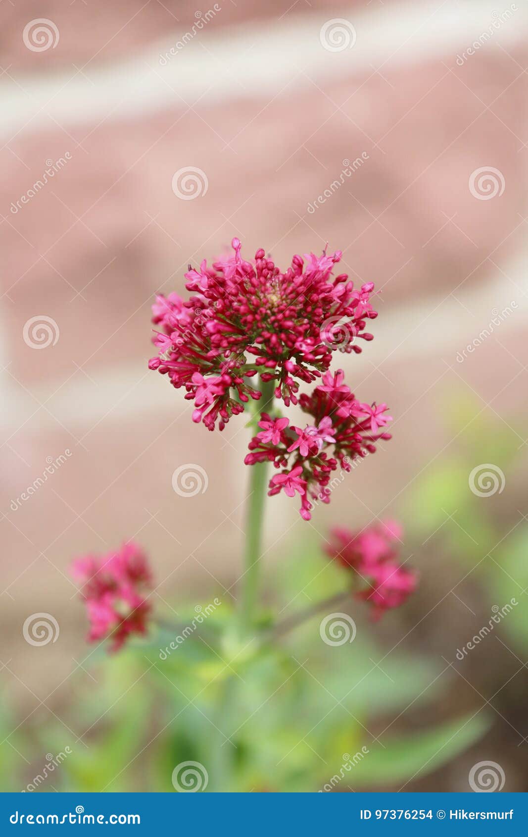 Red Spur Flower, Centranthus Ruber, Stock Photo - Image of kronrapara ...