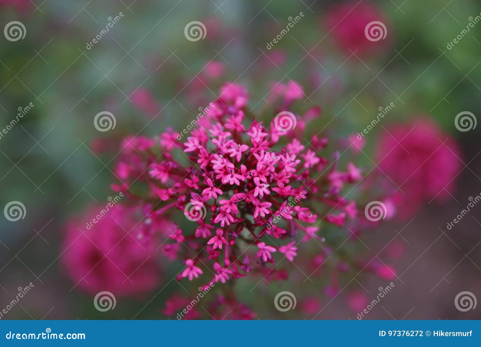 Red Spur Flower, Centranthus Ruber, Stock Photo - Image of july, sheet ...
