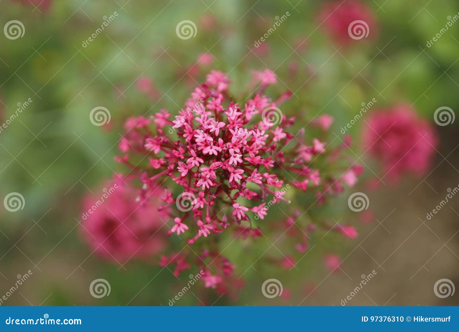 Red Spur Flower, Centranthus Ruber, Stock Photo - Image of flower ...