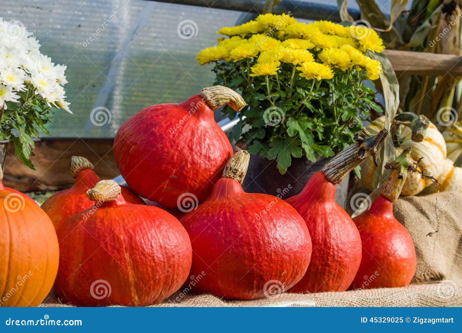Red Squash on Display at a Fall Festival Stock Image - Image of ...