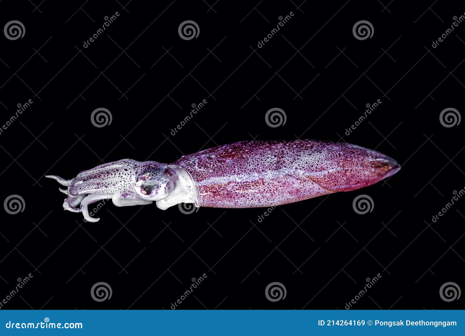 Red squids closeup stock image. Image of food, fresh - 214264169