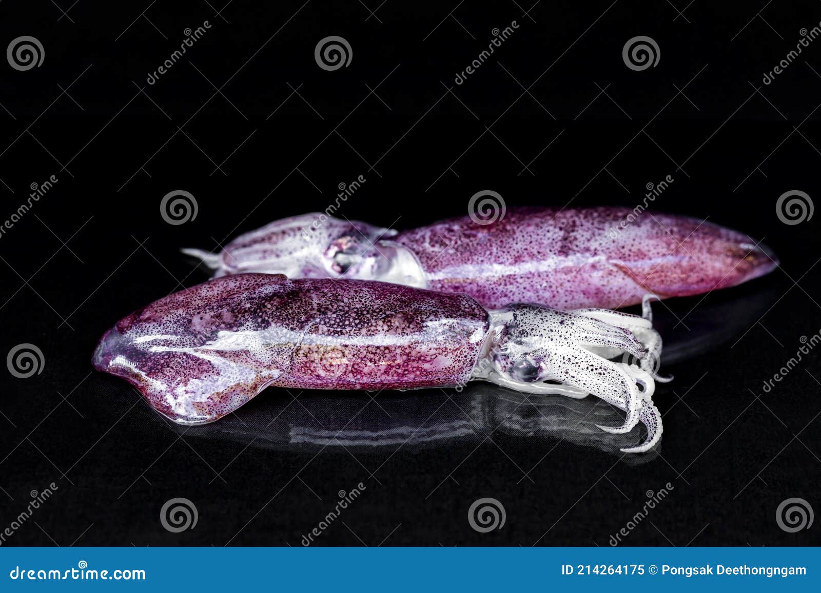 Red squids closeup stock image. Image of close, nature - 214264175